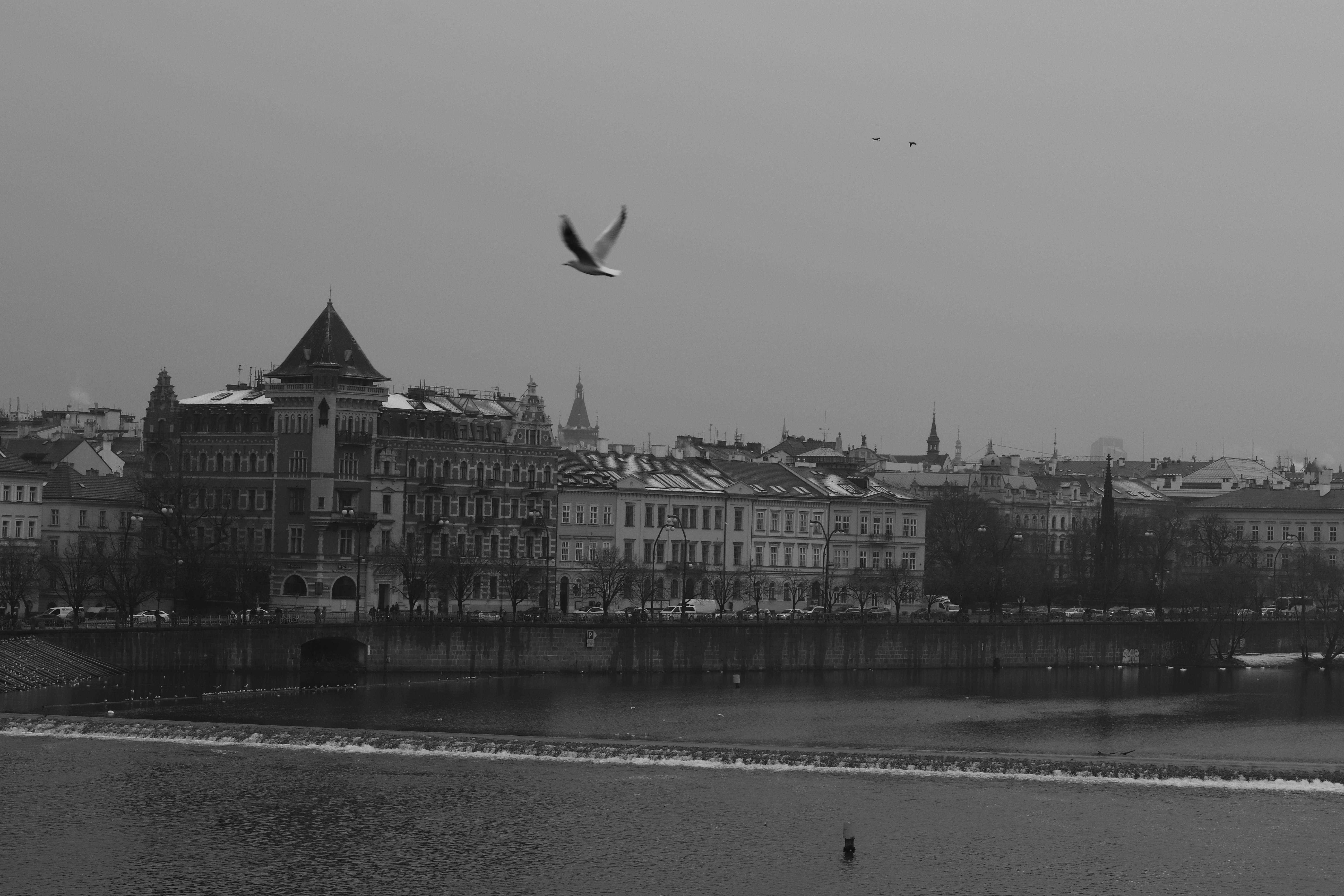 A solitary bird soars over a tranquil river, framed by historic buildings blanketed in snow. The monochrome palette enhances the mood of quiet reflection.
