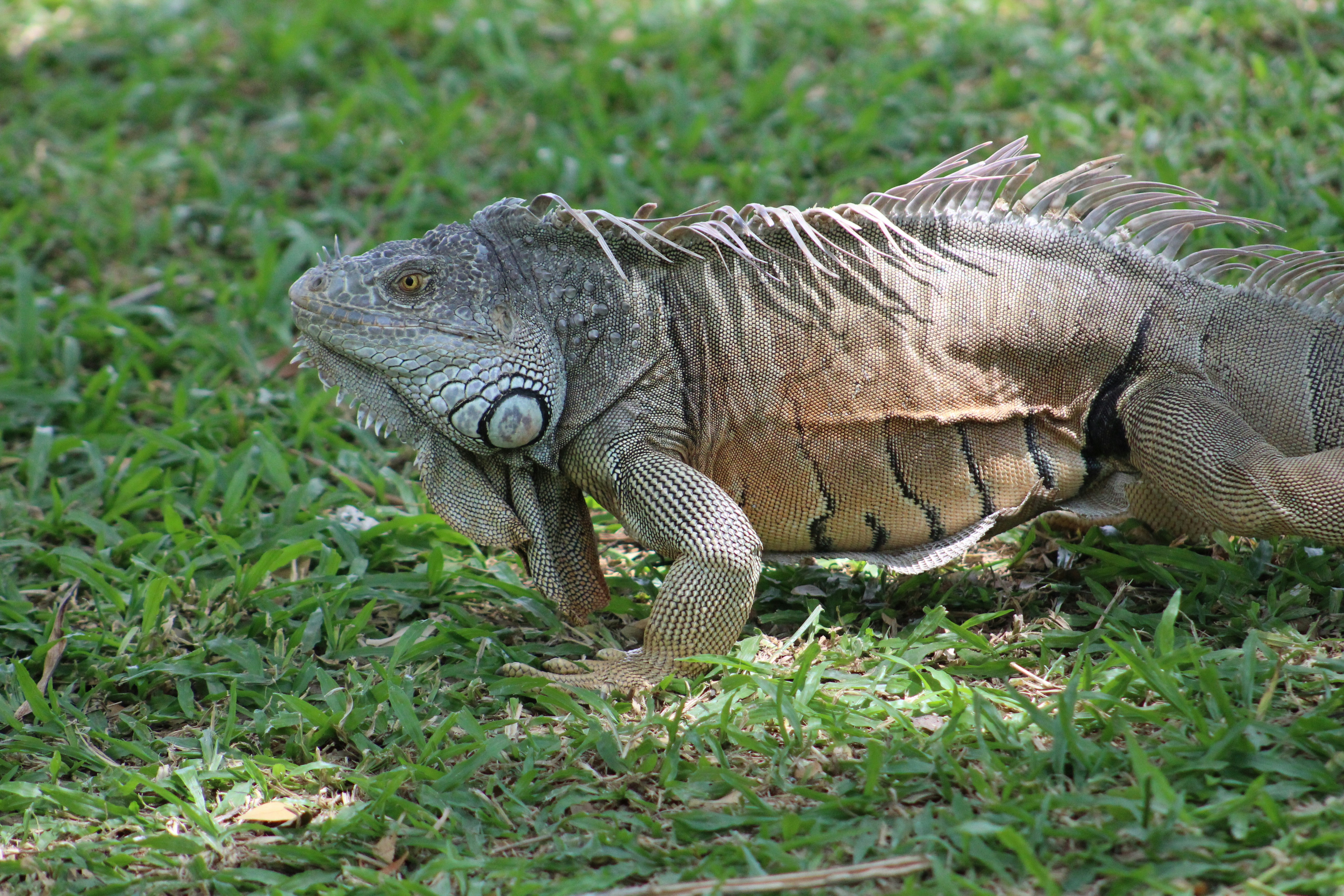 brown and gray bearded dragon on green field