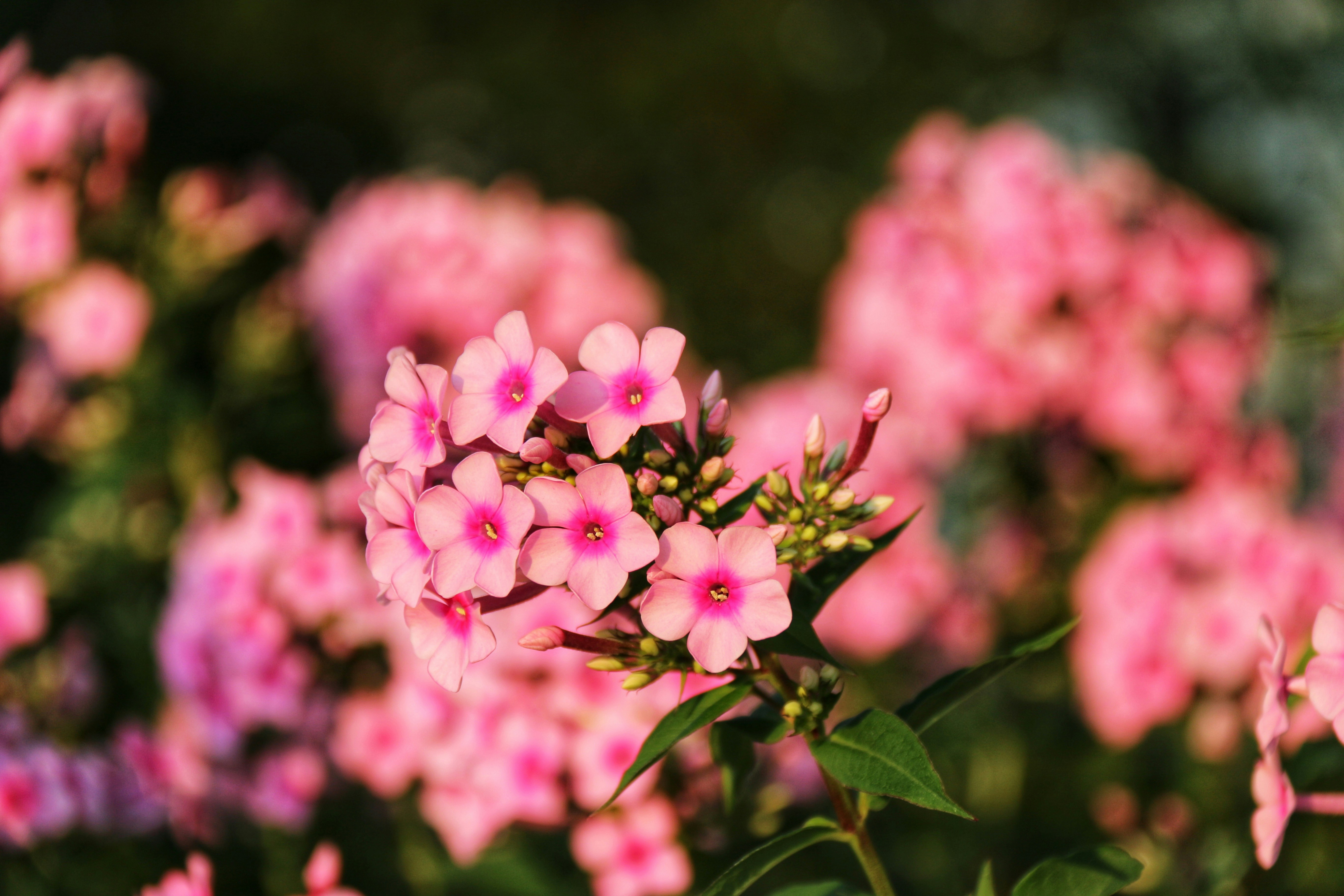 Pink cluster flowers photo – Free Plant Image on Unsplash