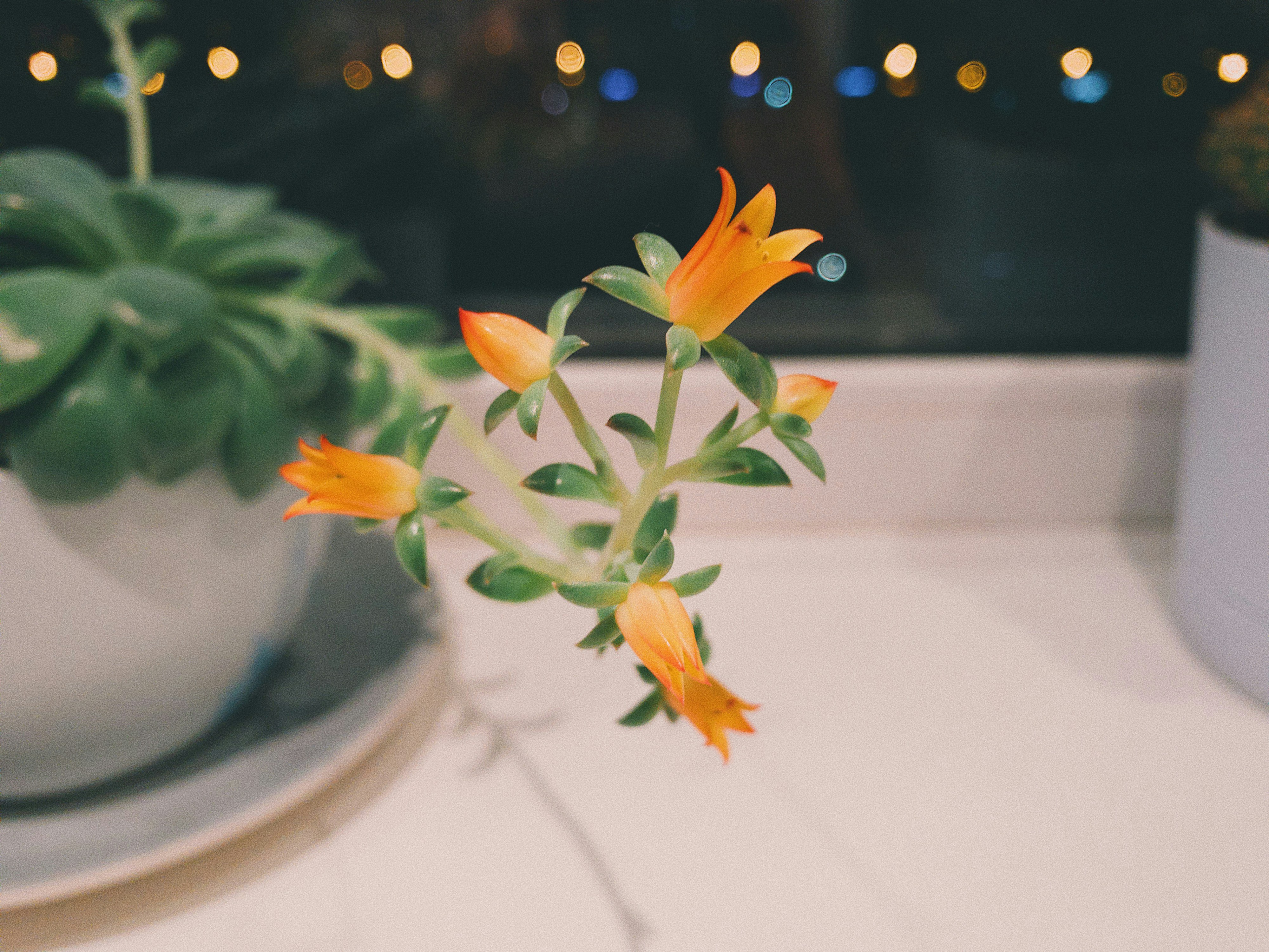 orange petaled flower