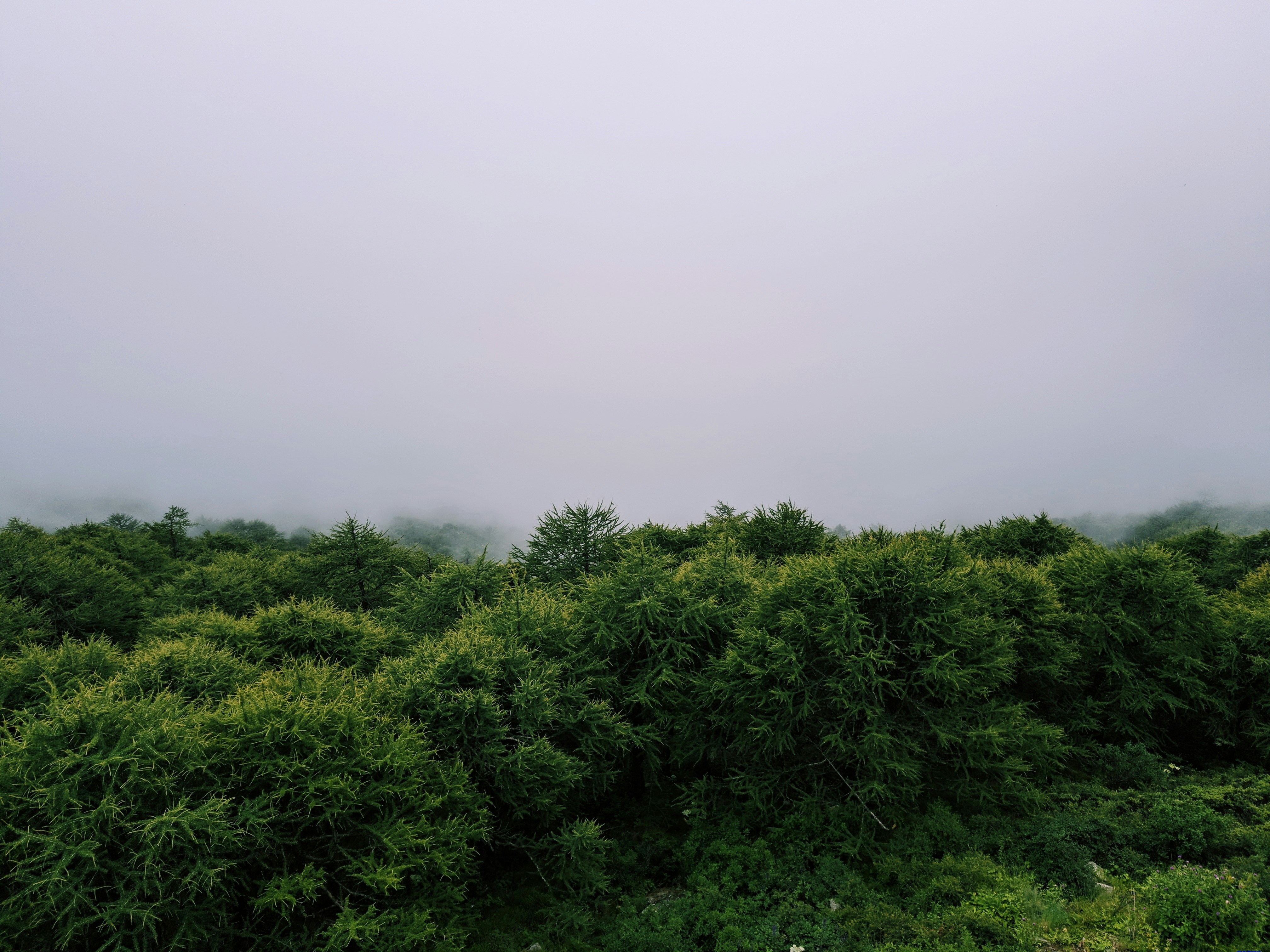 Green grass field photo – Free Meixian Image on Unsplash