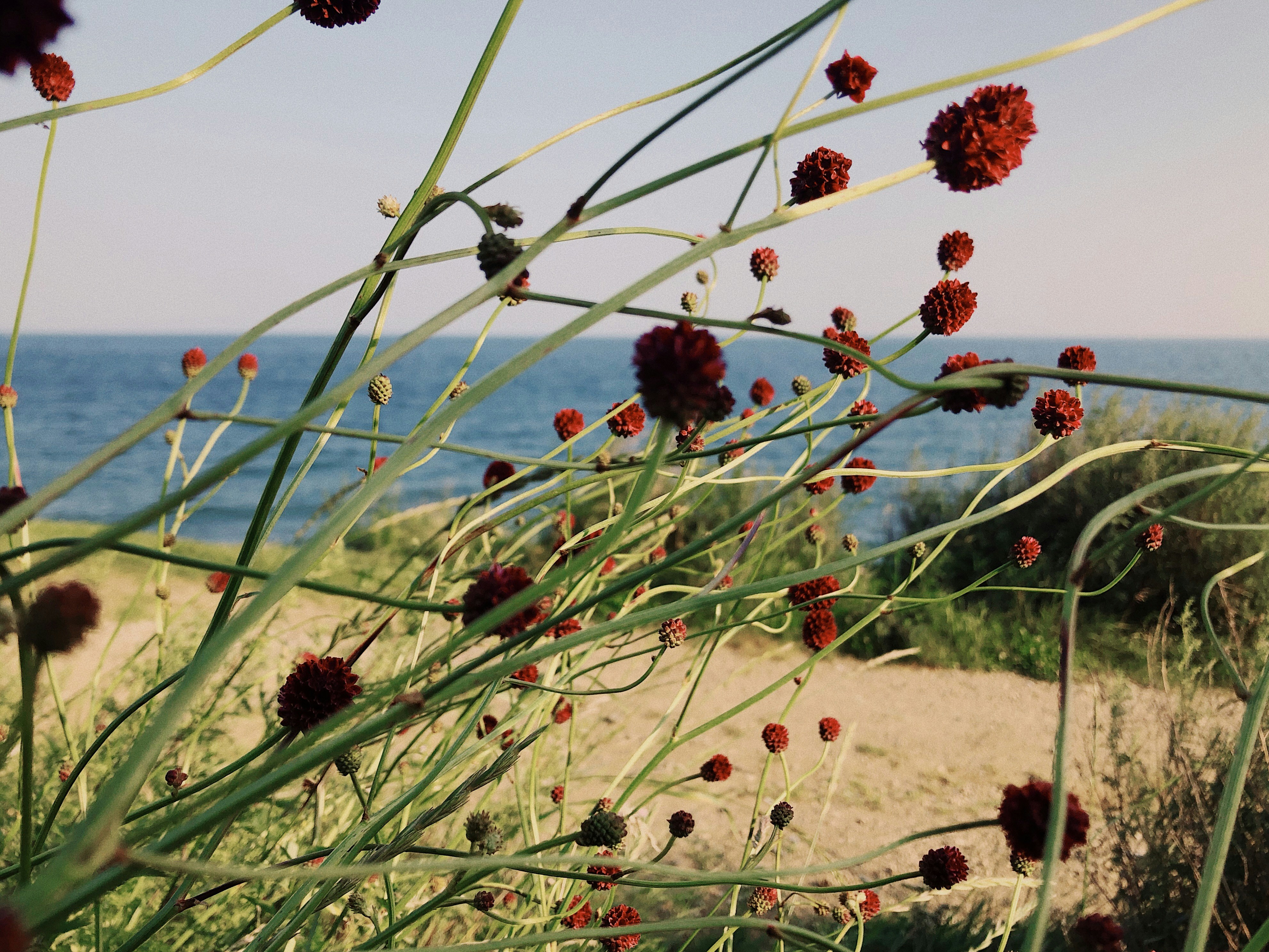 red flowers