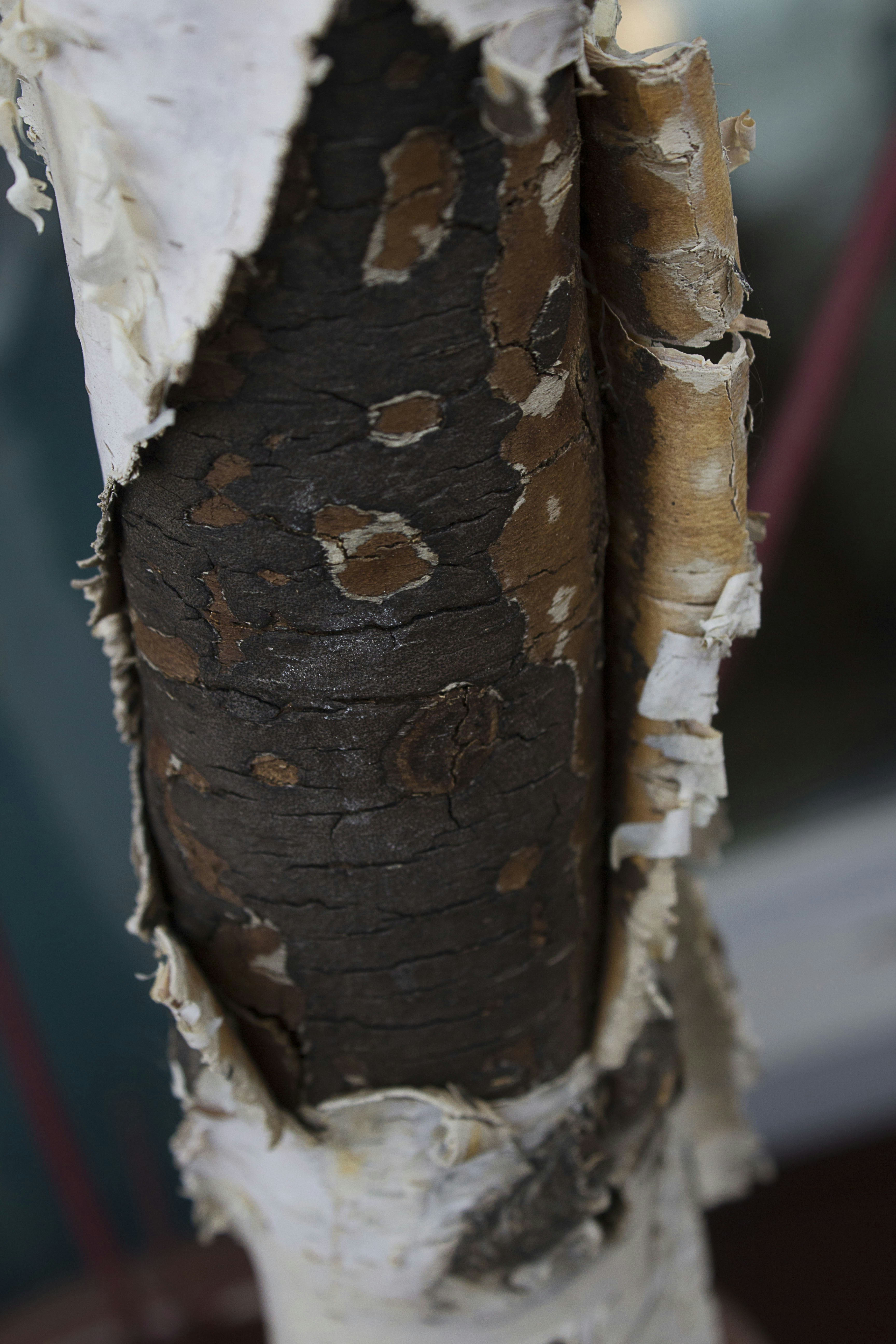 Layers of Weathered Birch: A Close-Up on Torn Bark