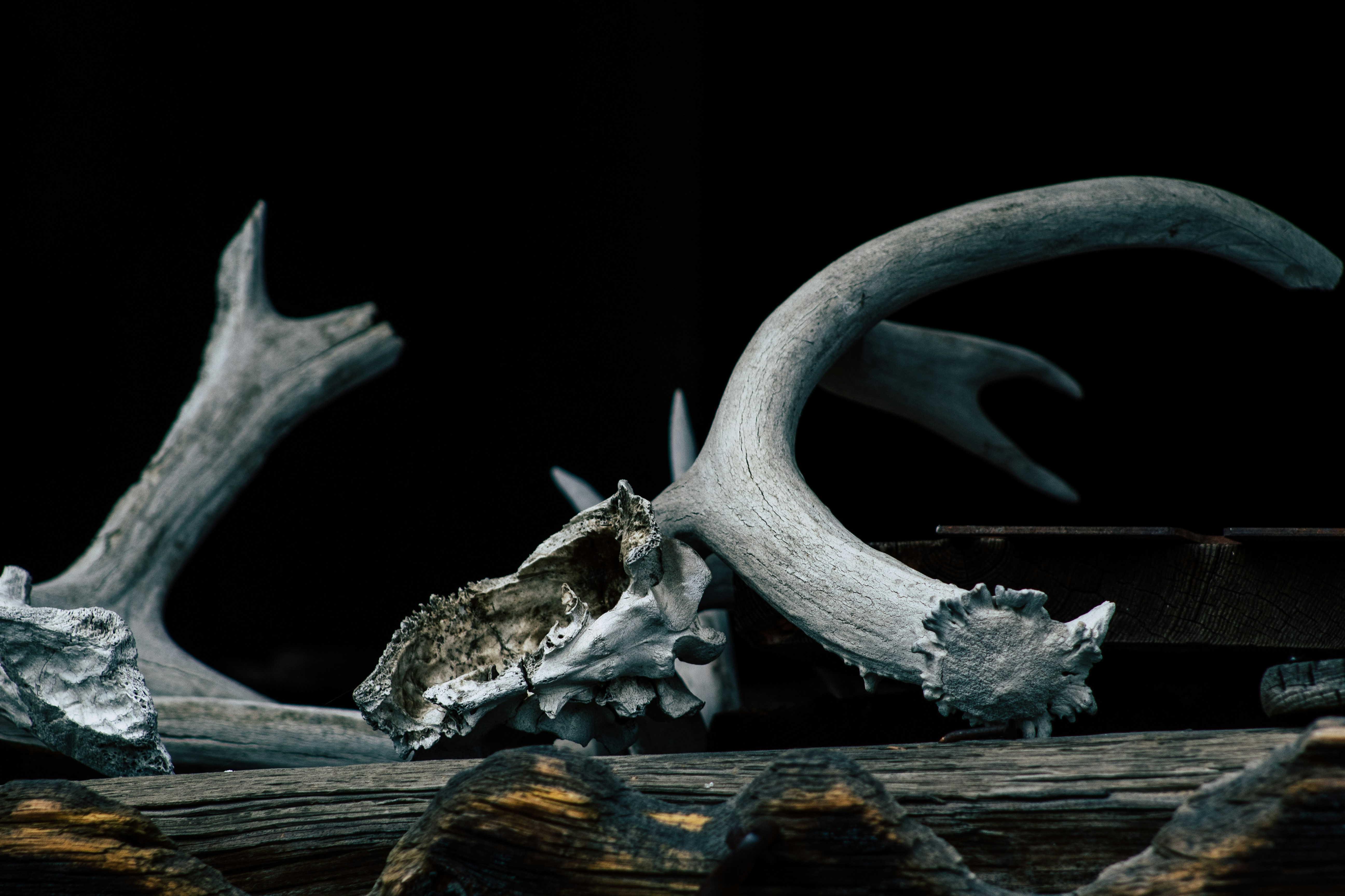 Gray horns photo – Free Grey Image on Unsplash