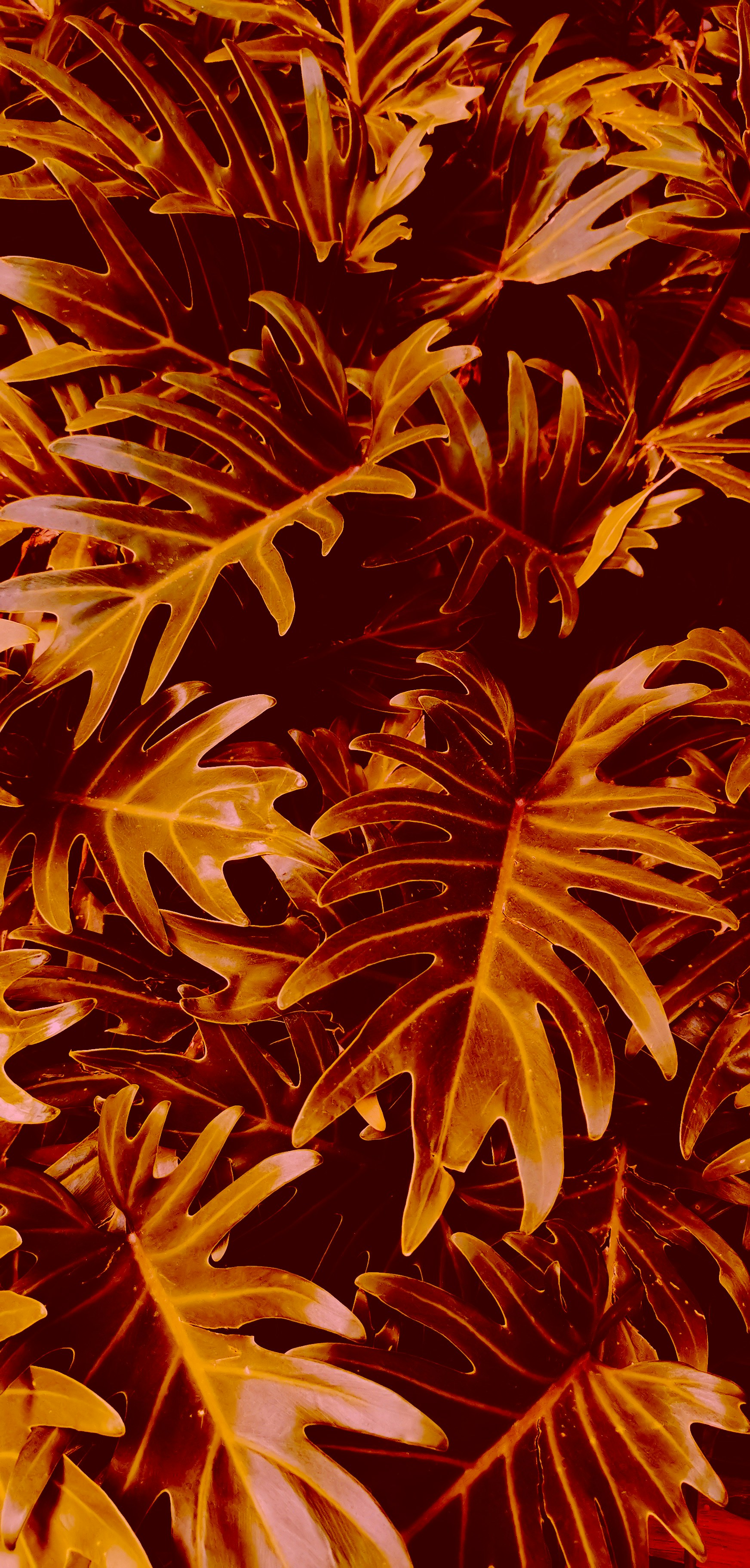 Autumnal Ferns in Warm Ambience