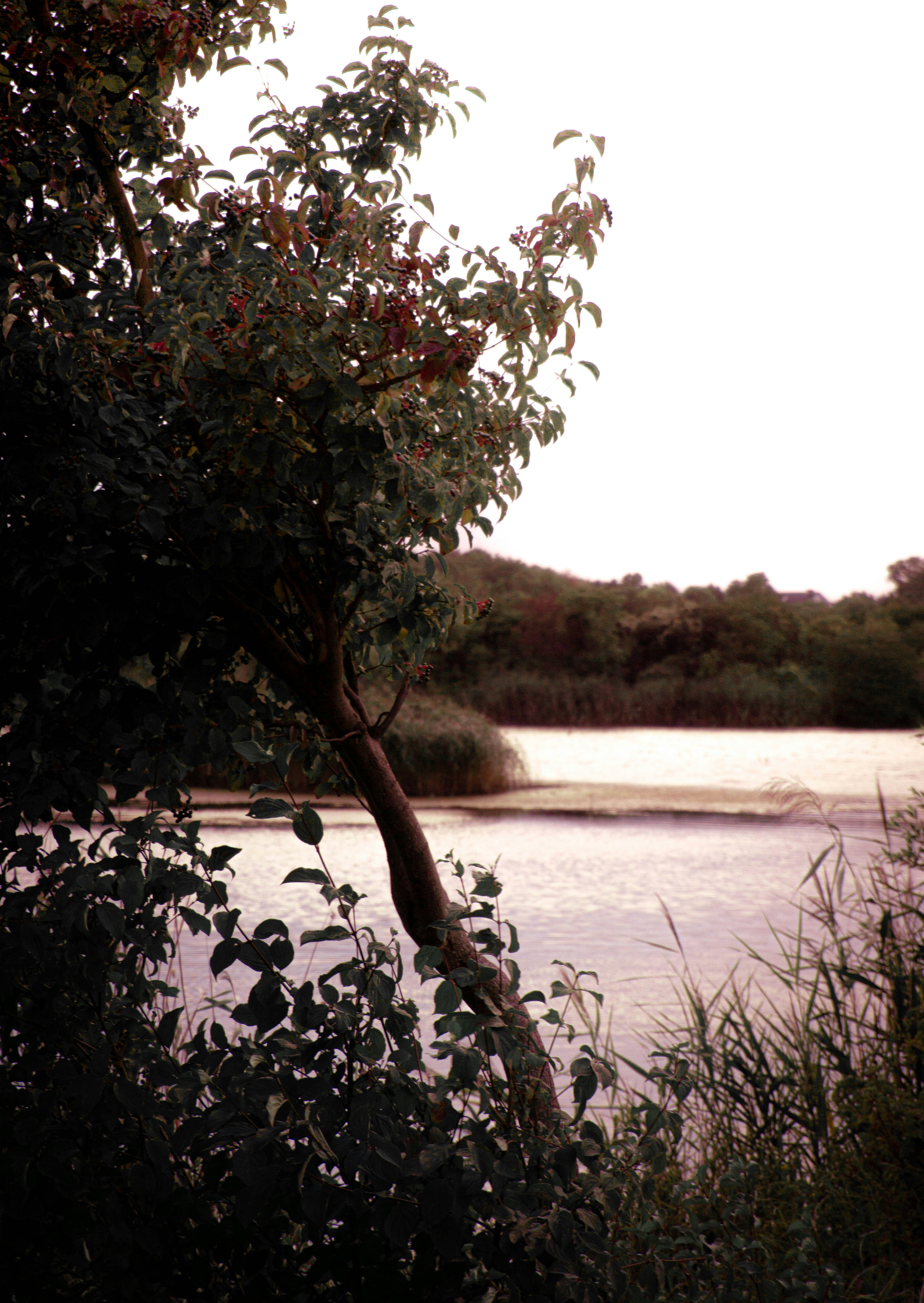 A tranquil riverside scene framed by lush foliage, capturing the gentle ripples of water under a soft, pastel sky.