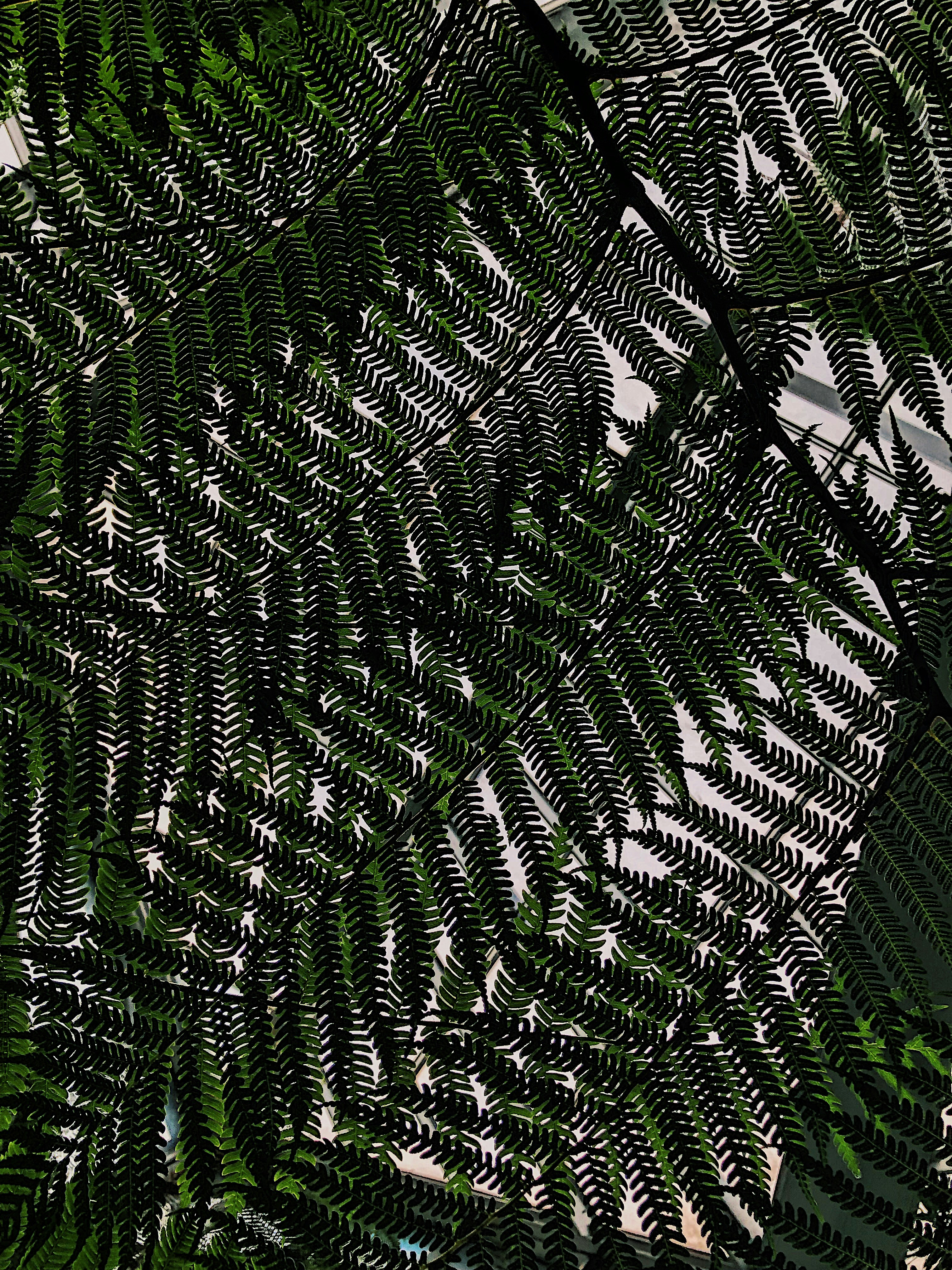 Lacework of Ferns: Close-Up of Interwoven Fronds