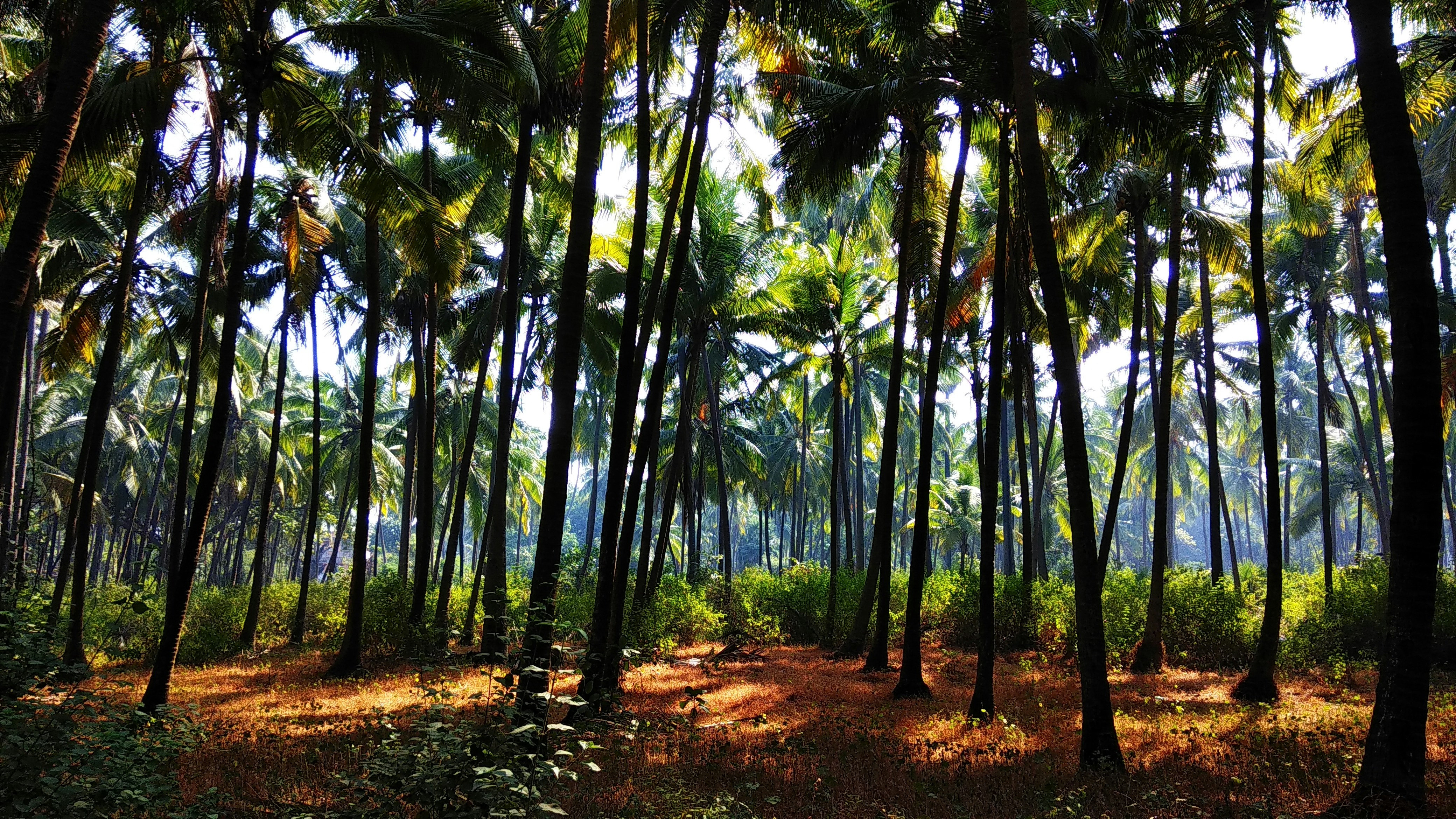 Lush palm trees create a serene atmosphere in a sun-dappled forest, with vibrant greenery contrasting against the earthy ground below.