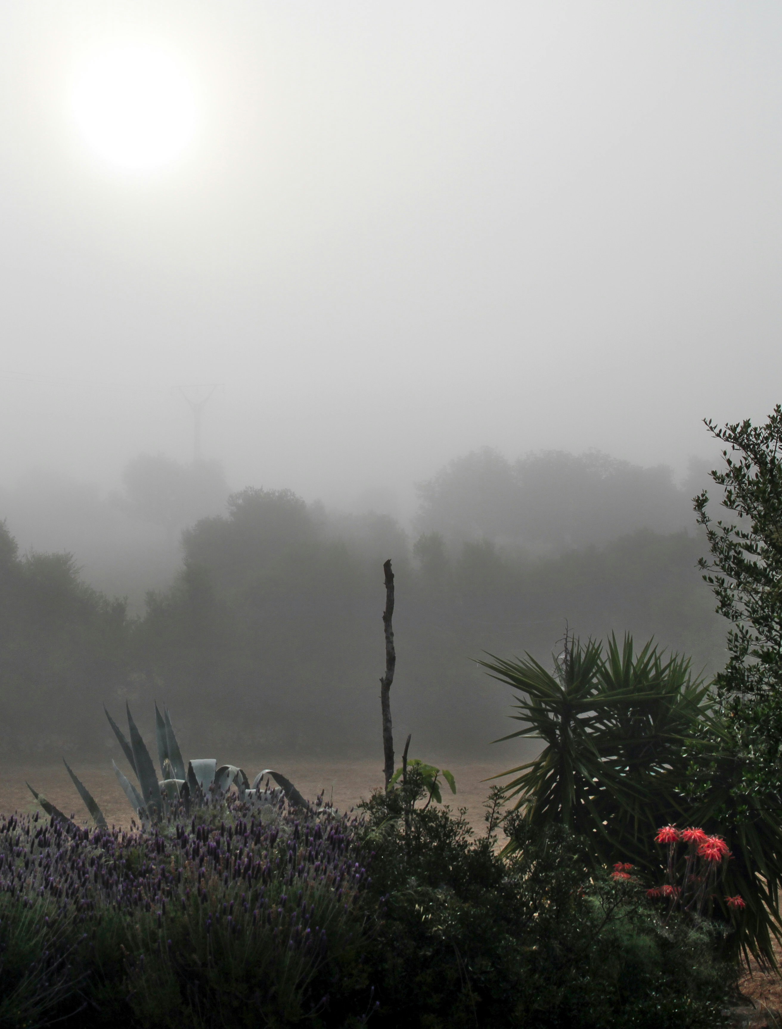 A serene landscape shrouded in fog, with silhouettes of plants and a distant wind turbine barely visible. The sun casts a soft glow, enhancing the ethereal atmosphere.