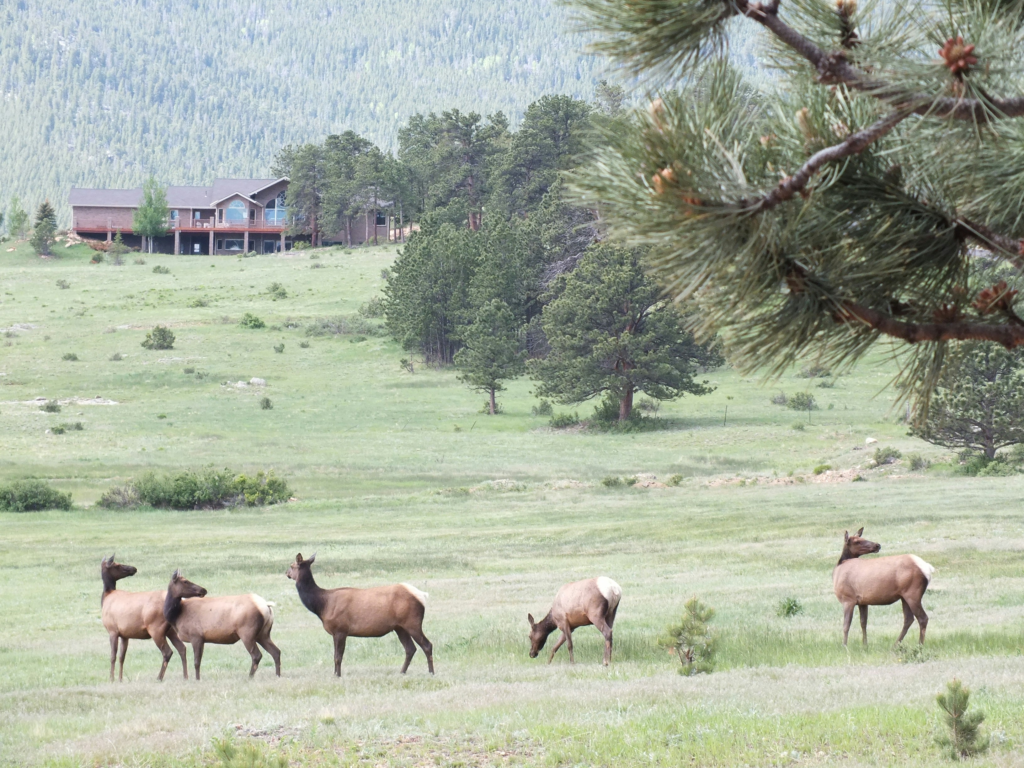A group of elk grazes peacefully in a lush meadow, with a rustic cabin nestled in the background surrounded by pine trees.