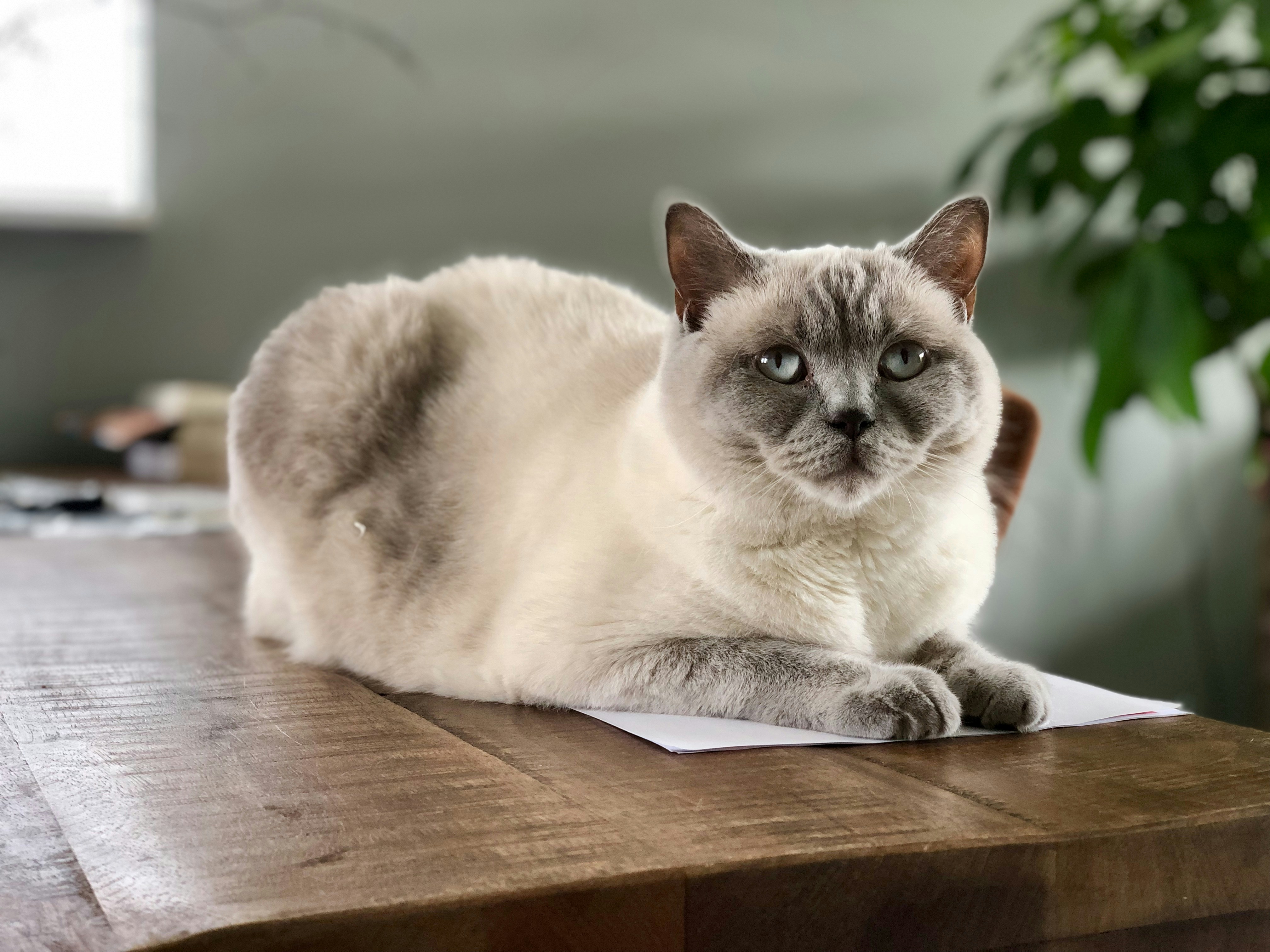 Gray and white cat lounging on a wooden table with soft natural lighting.