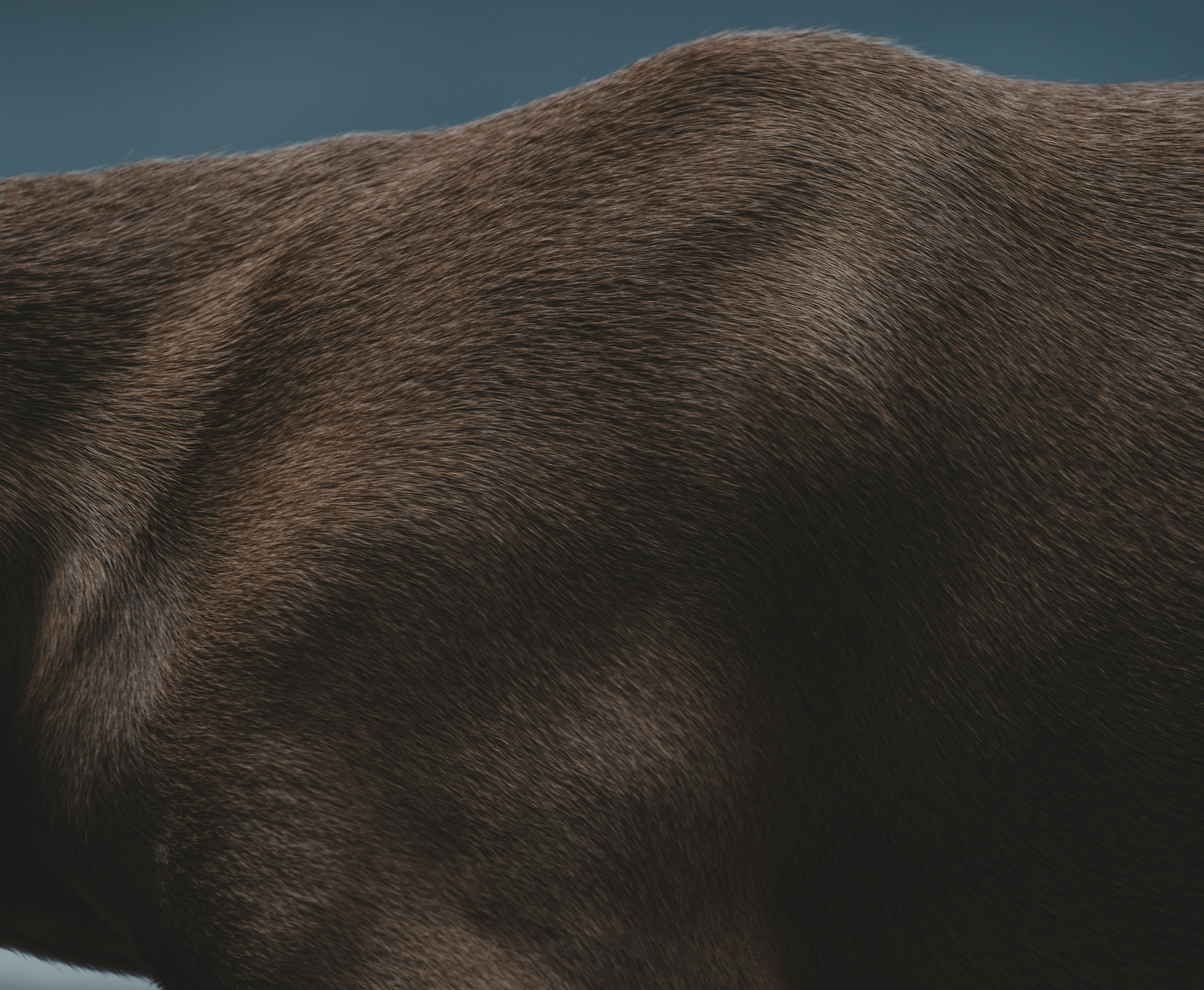 Close-up of a brown dog's fur, showcasing its texture and detail against a soft blue background.
