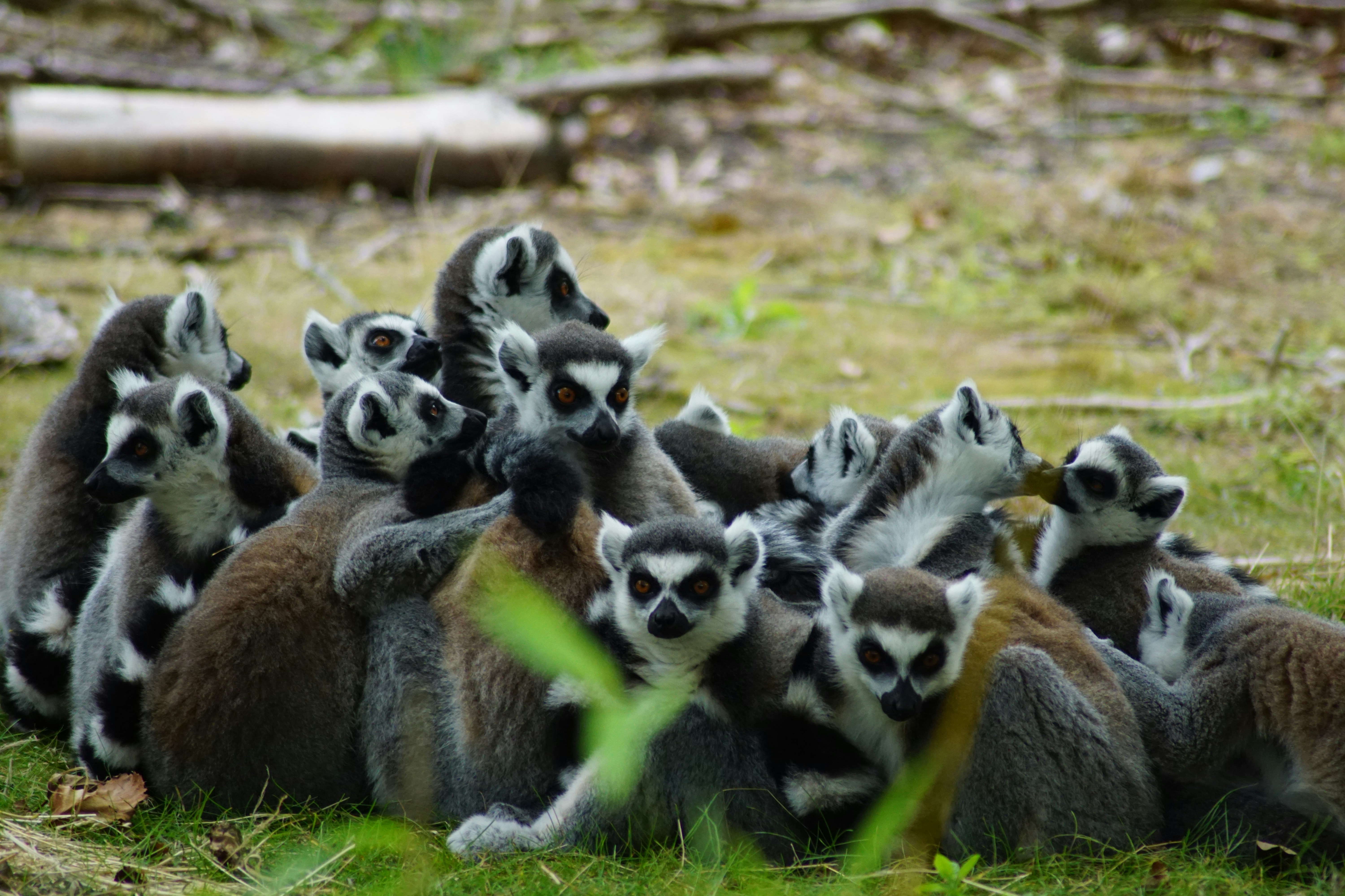 A group of lemurs huddled together on the forest floor, showcasing their unique facial markings and social behavior.