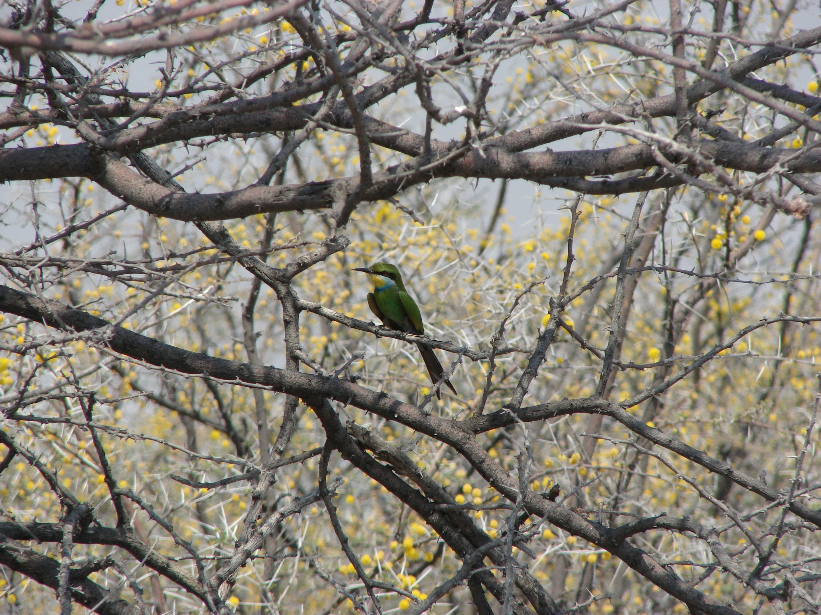 A photograph of a small emerald bird perched on a tangle of bare branches dotted with yellow buds.