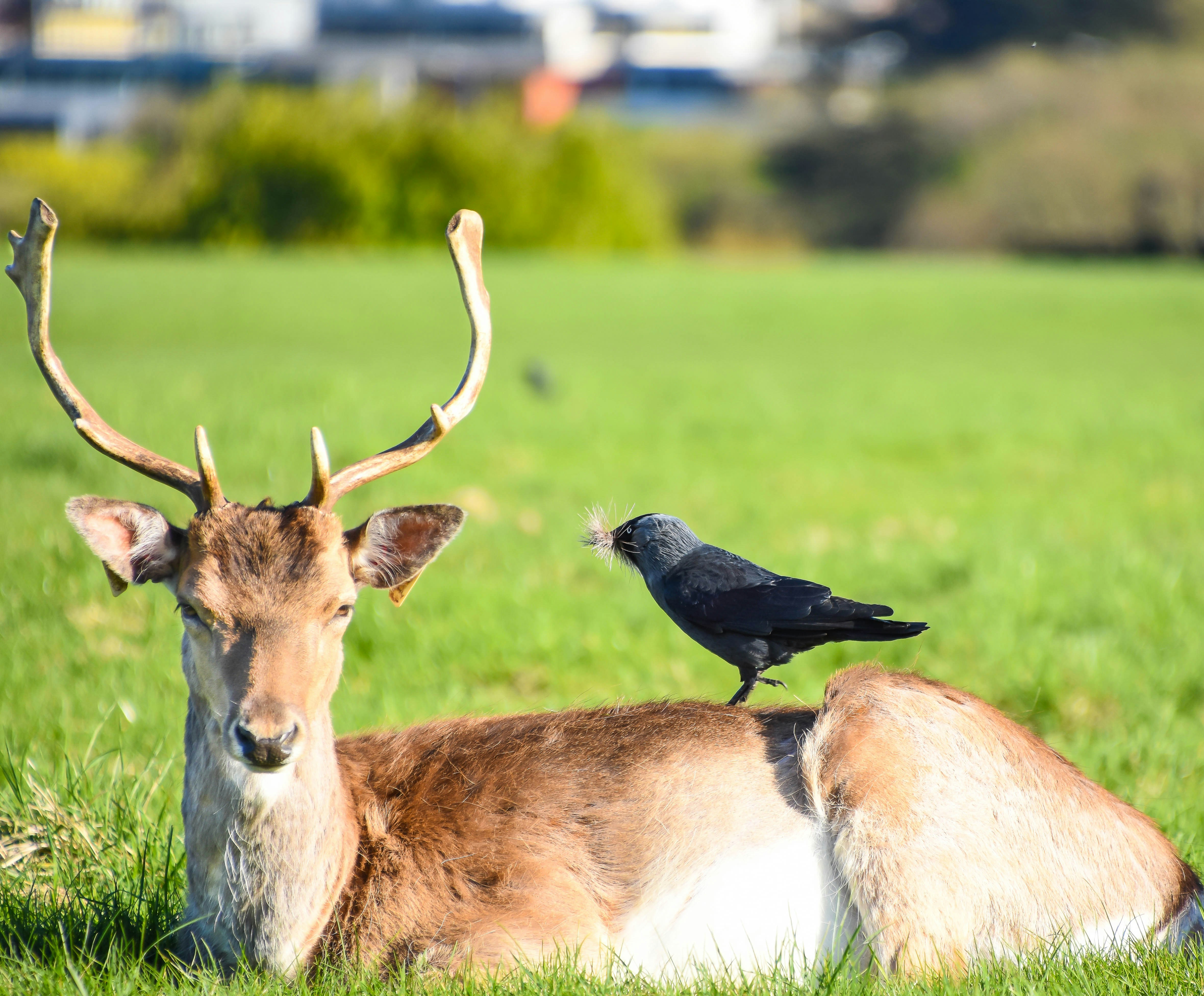 black bird on brown deer