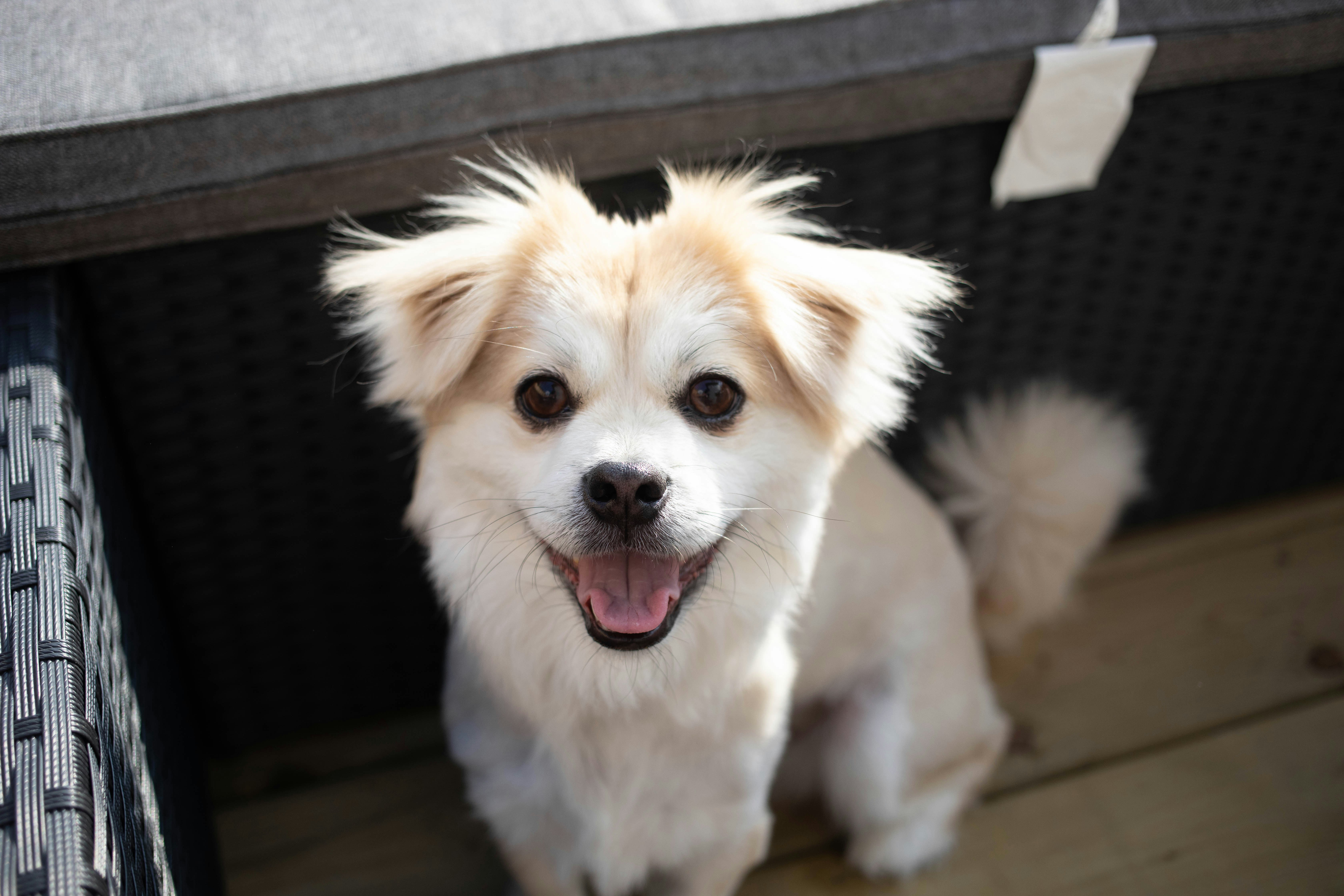 Smiling Dog Pictures | Download Free Images on Unsplash
