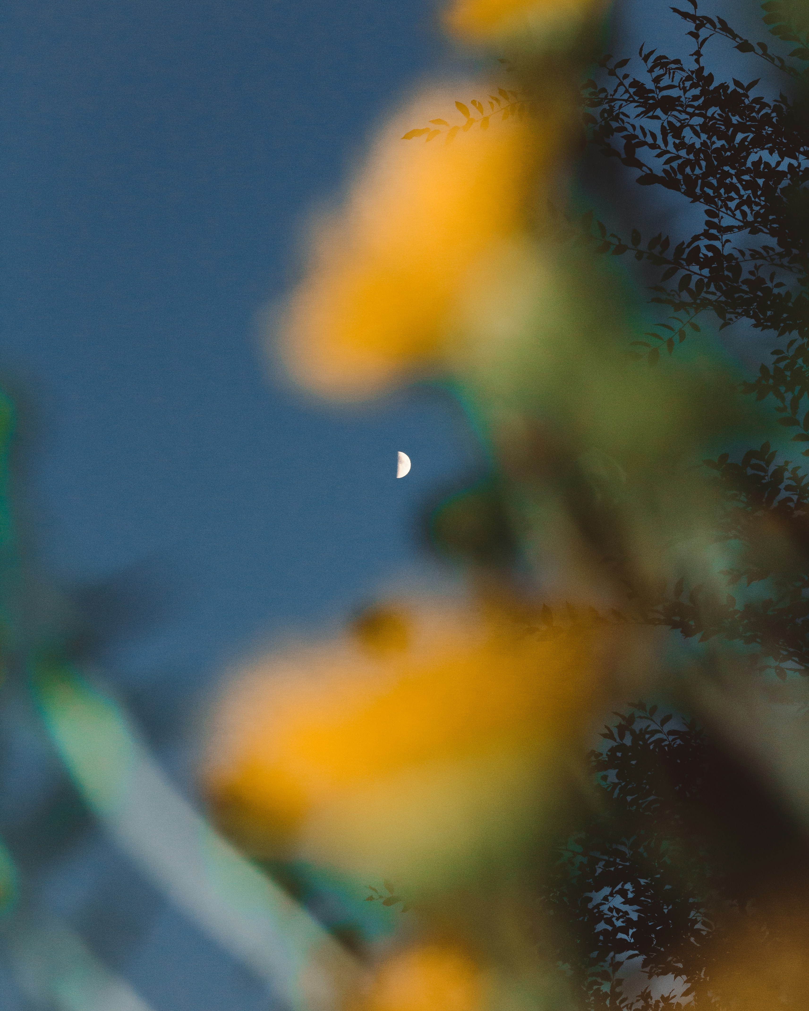 the moon is seen through the branches of a tree