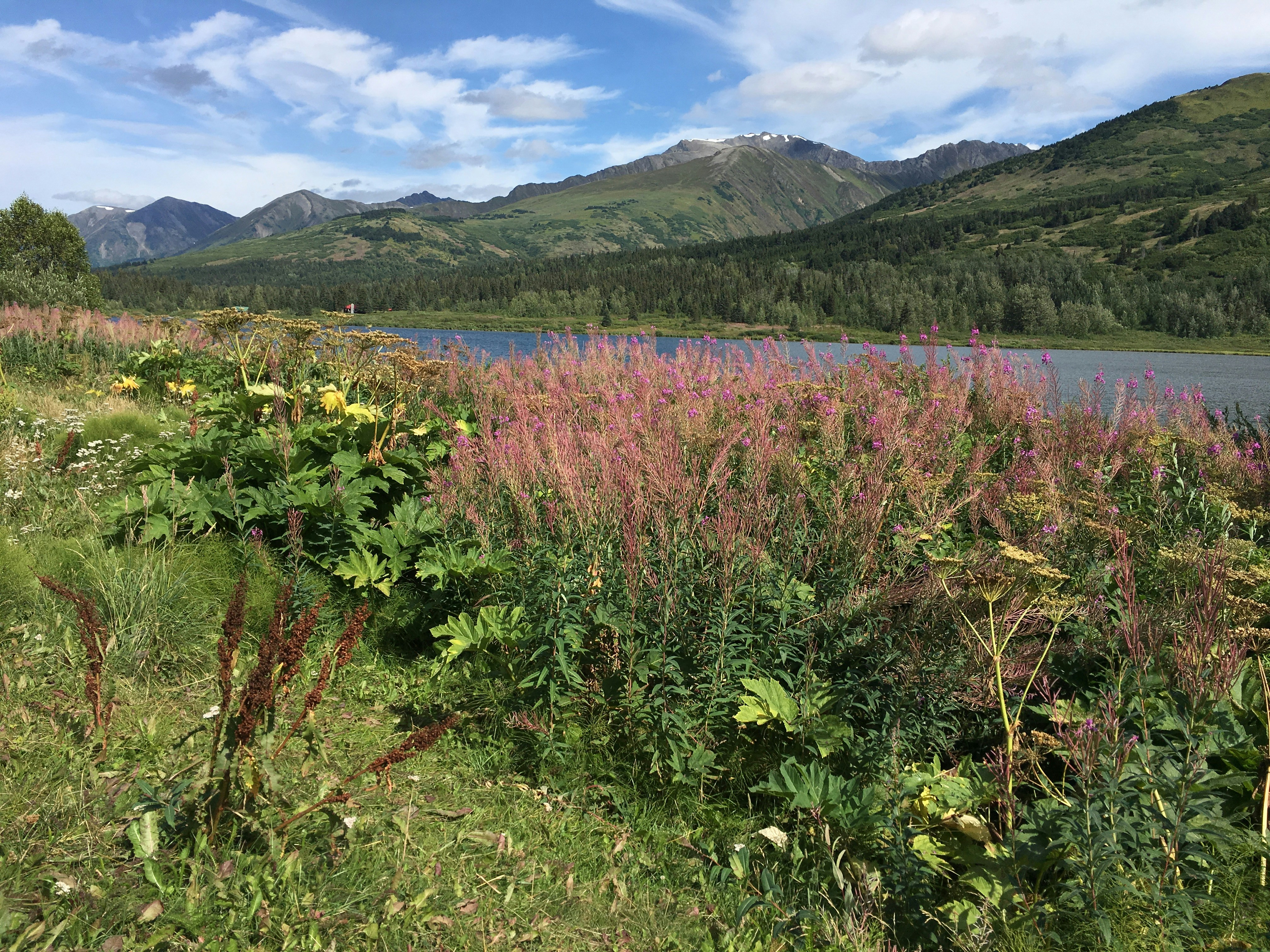 Floral Edge by the Lake: Mountain Backdrop in Wildflower Field