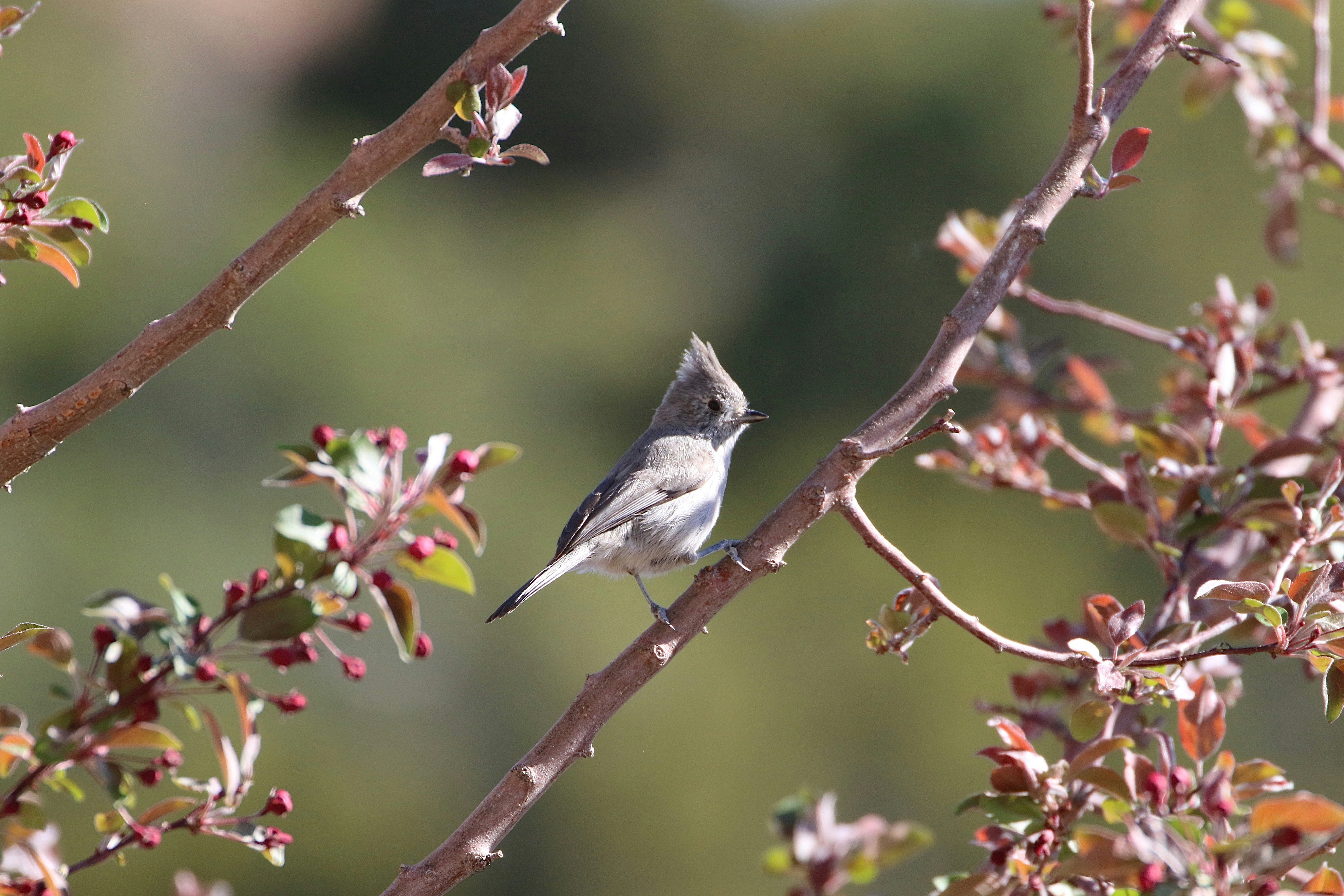 Juniper Titmouse perched on a branch amidst budding leaves.
