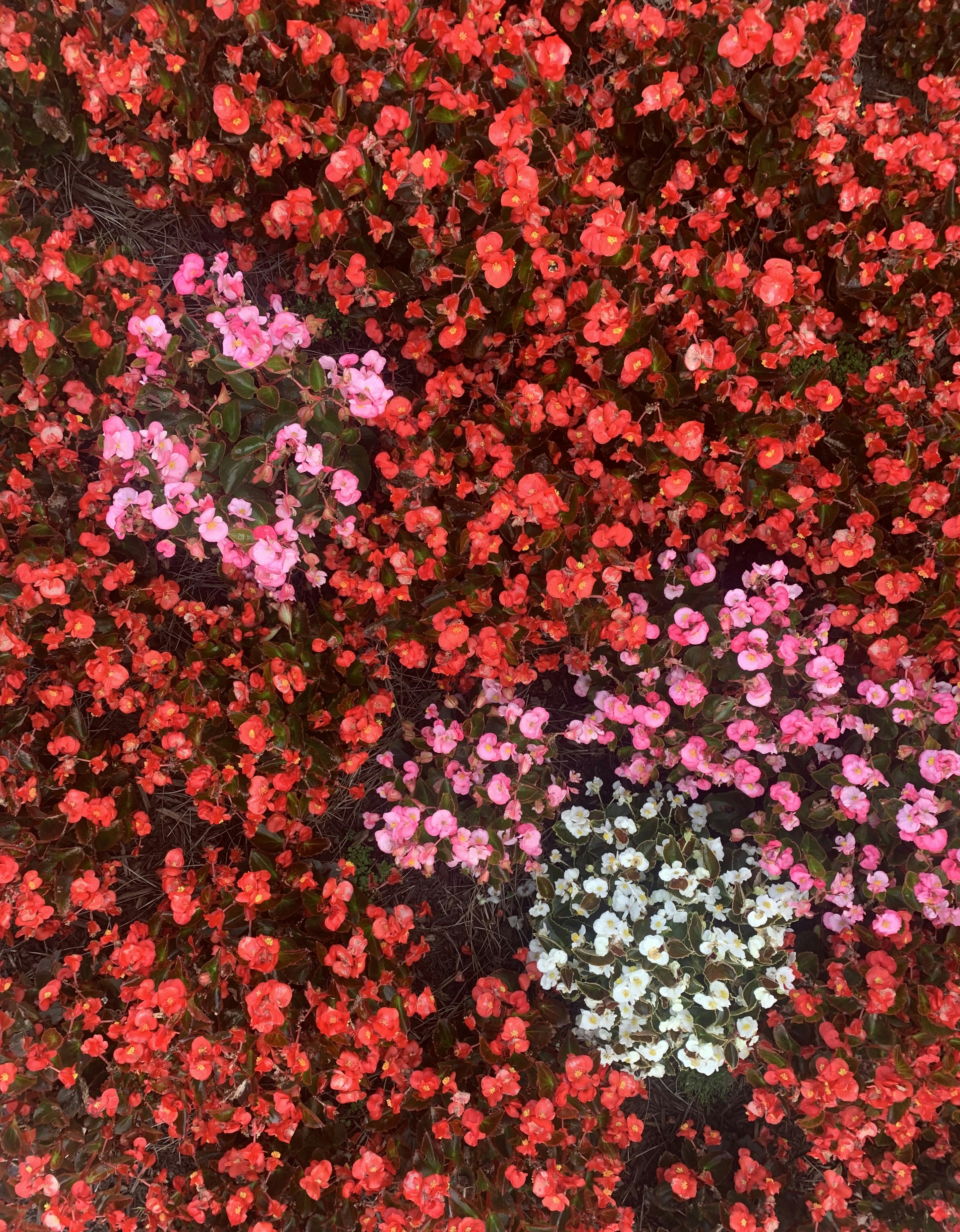 Crimson, Pink, and Ivory: A Floral Mosaic Across a Garden Bed
