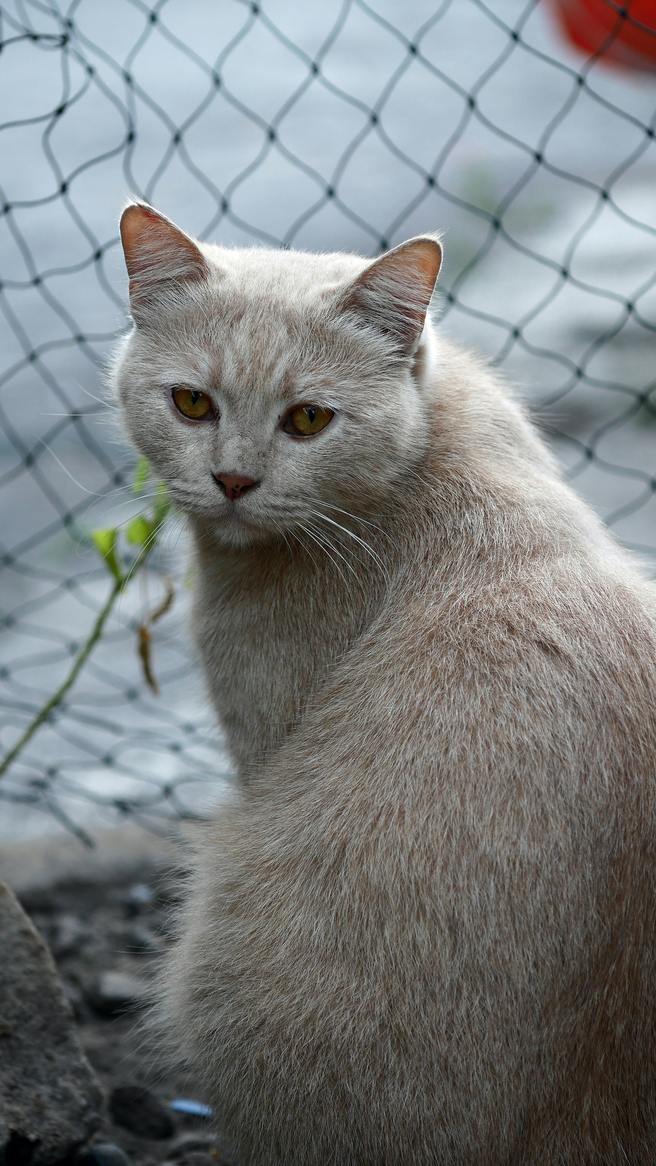 Amber-Eyed Pause Behind the Wire Mesh