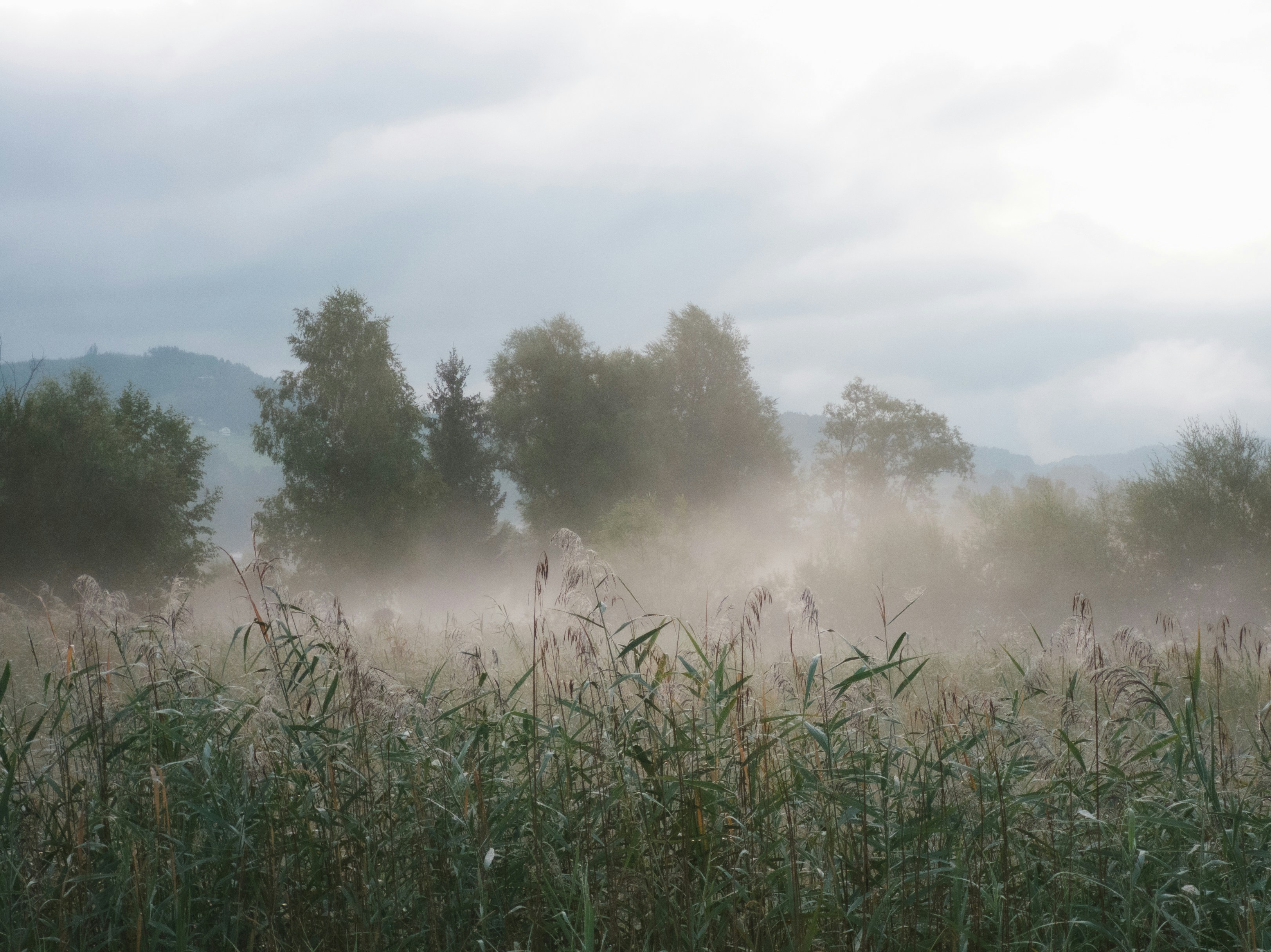 Dawn Mist Drapes a Quiet Reed Field Beneath Distant Hills