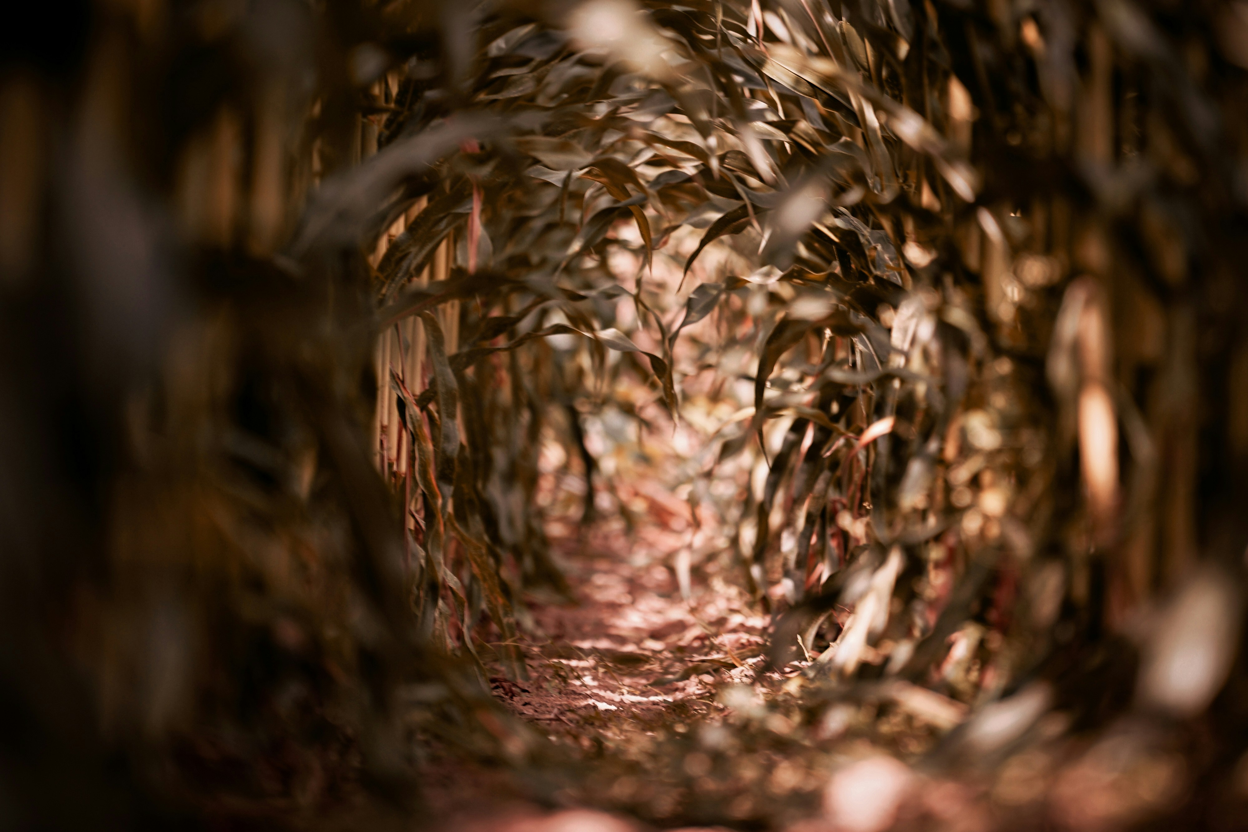 A Narrow Corridor of Dried Leaves: Light Shimmers Through a Quiet Path