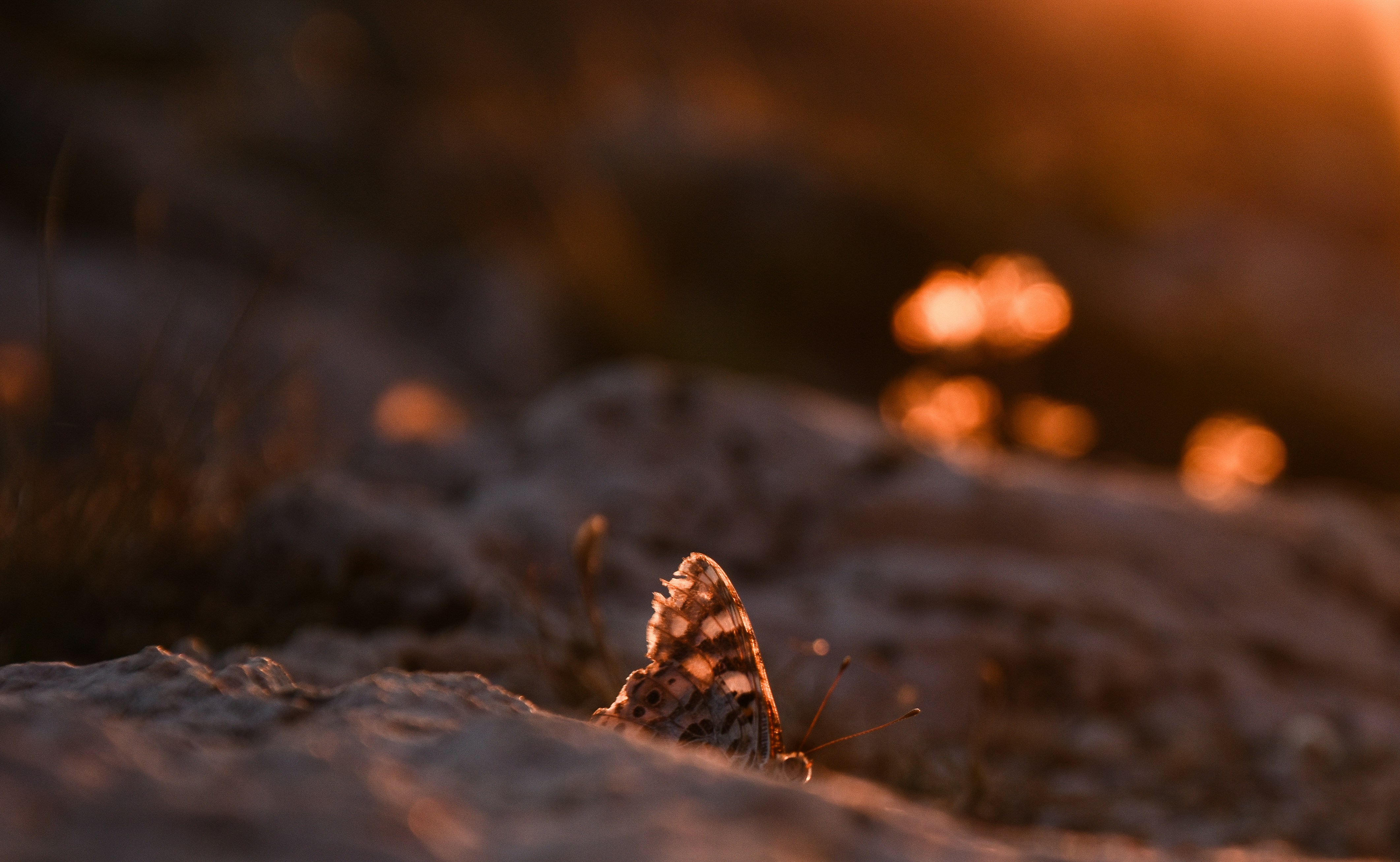 A butterfly rests delicately on a rocky surface, illuminated by the warm glow of sunset, with soft floral bokeh in the background.