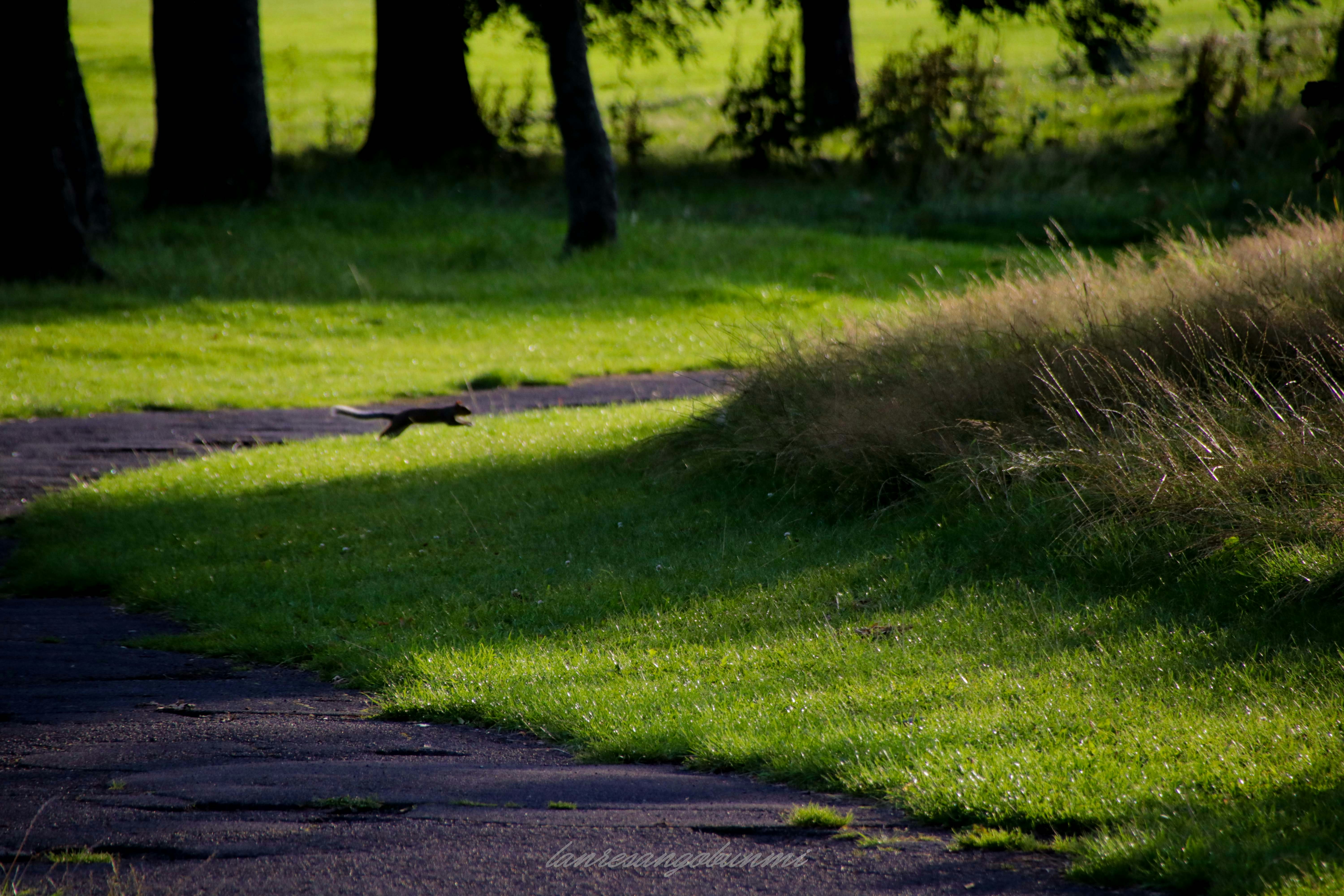 A small animal dashes across a sunlit path bordered by lush greenery and tall grass. The play of light and shadow adds depth to the serene landscape.