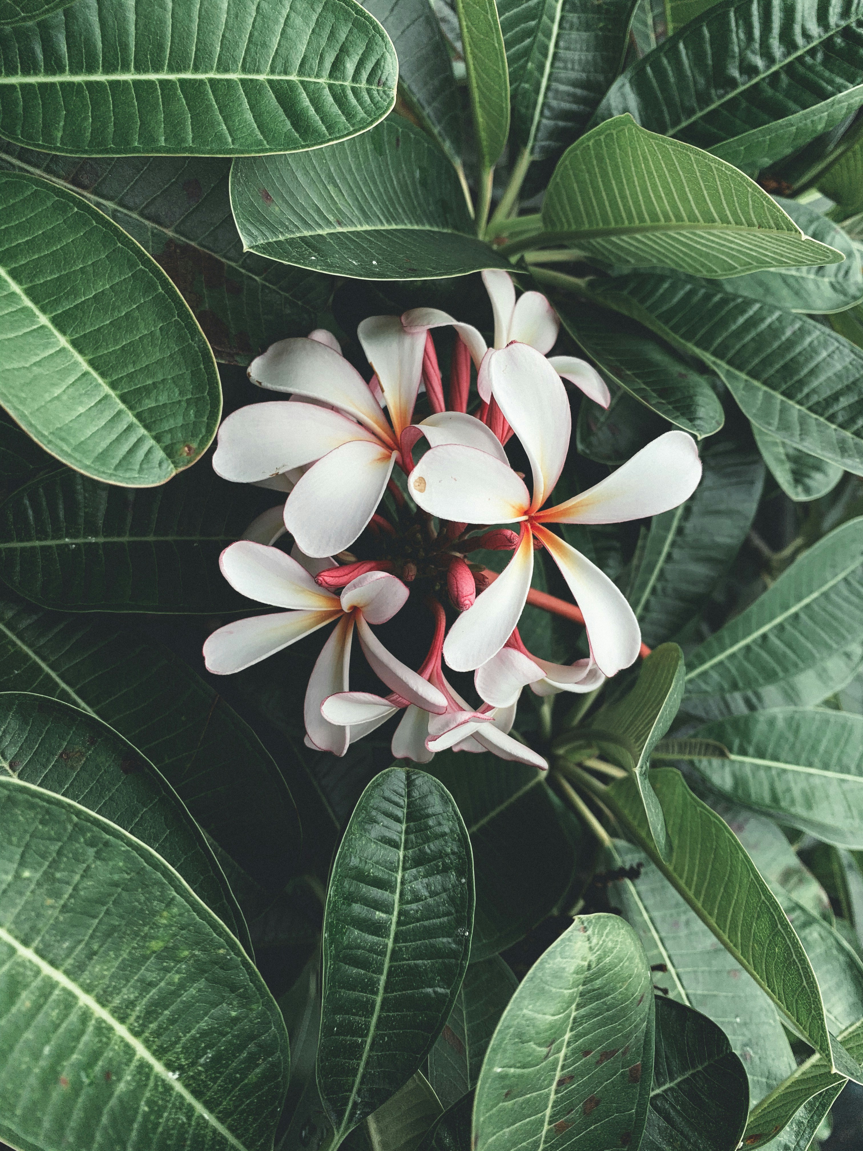 Cluster of white and pink plumeria flowers nestled among lush green leaves.