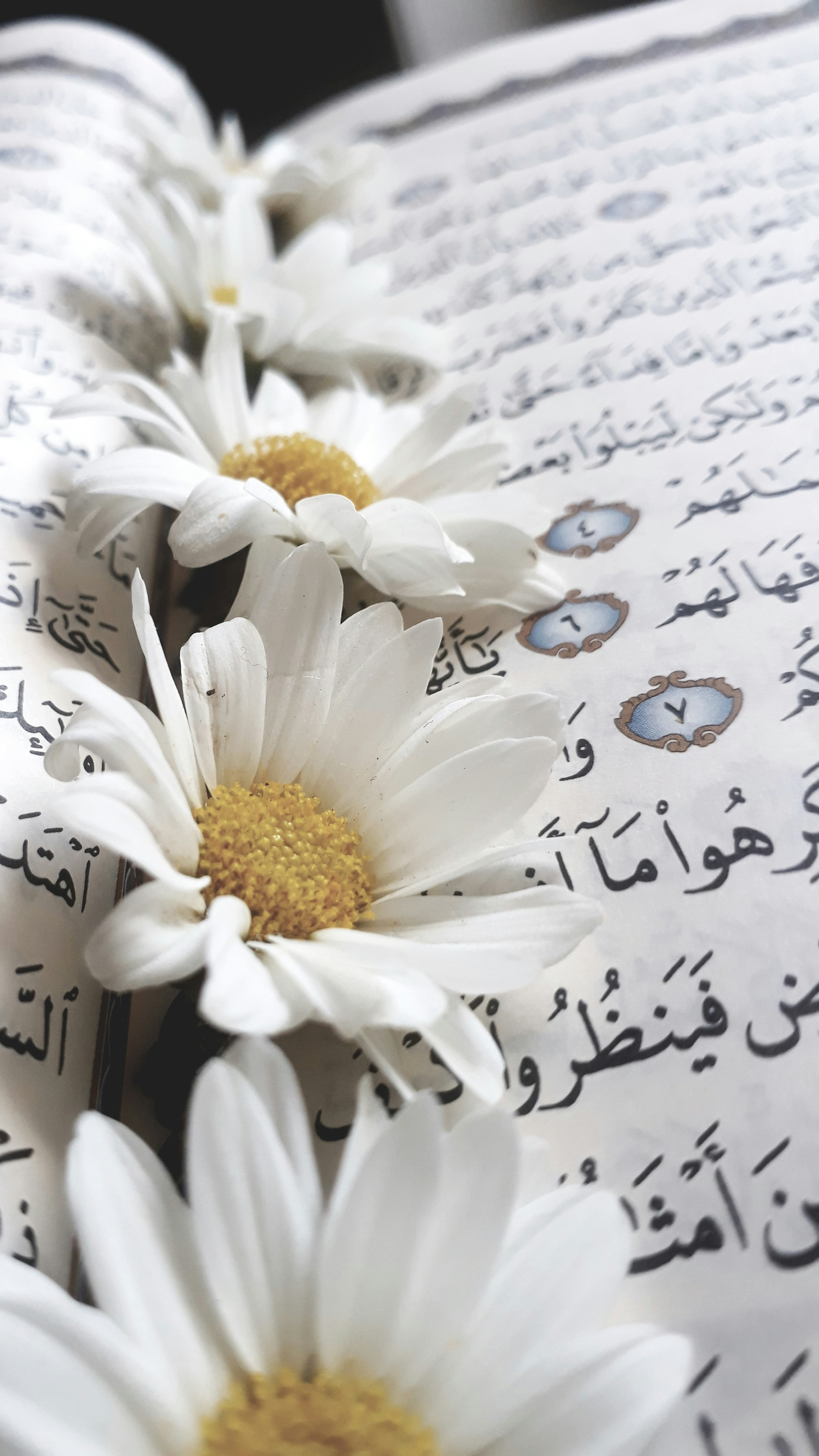 Delicate white daisies arranged along the pages of a Quran, symbolizing harmony between nature and spirituality.