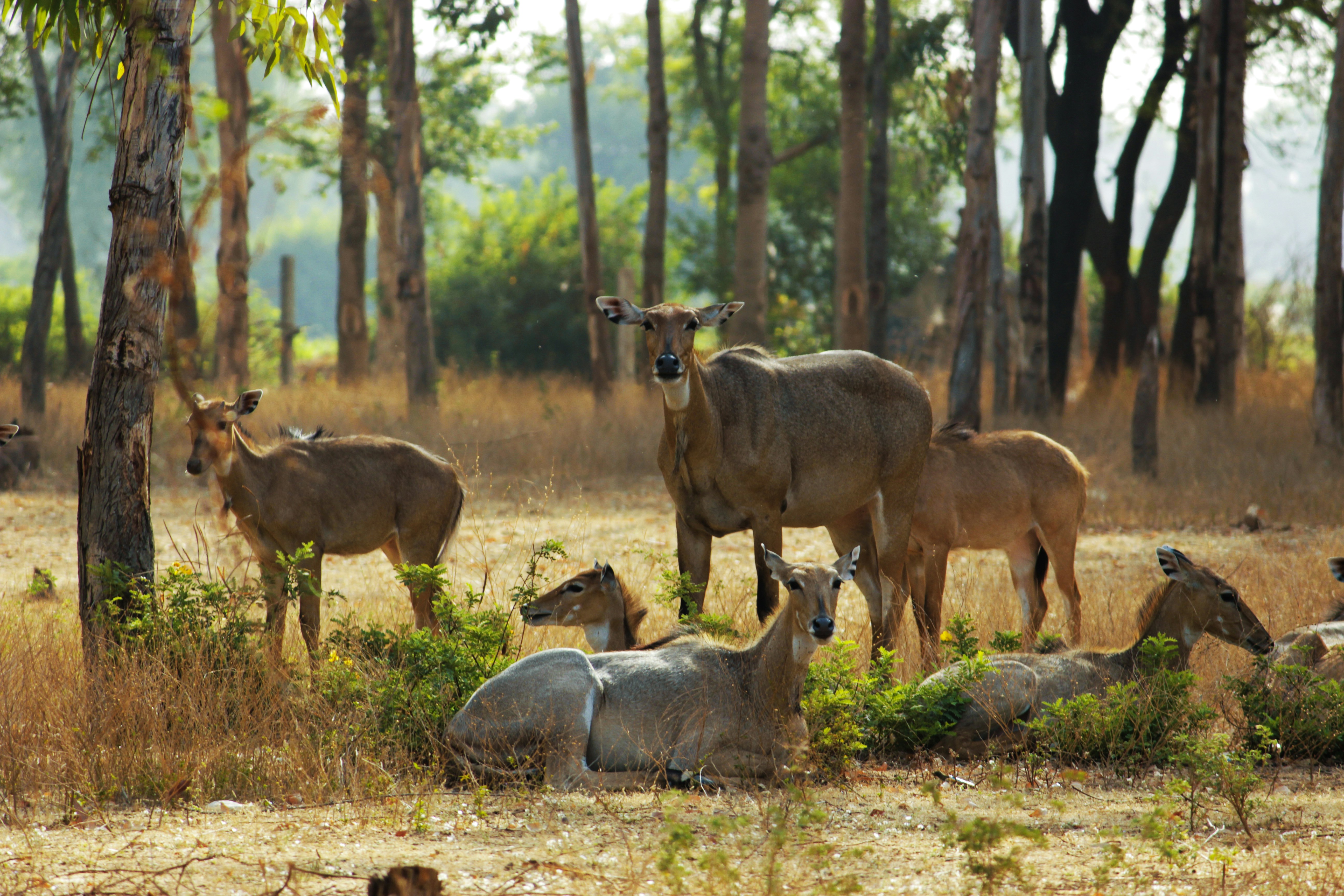 A group of antelopes stands and rests in a sunlit forest clearing, surrounded by trees and underbrush. Their tranquil coexistence showcases the beauty of wildlife in its natural habitat.
