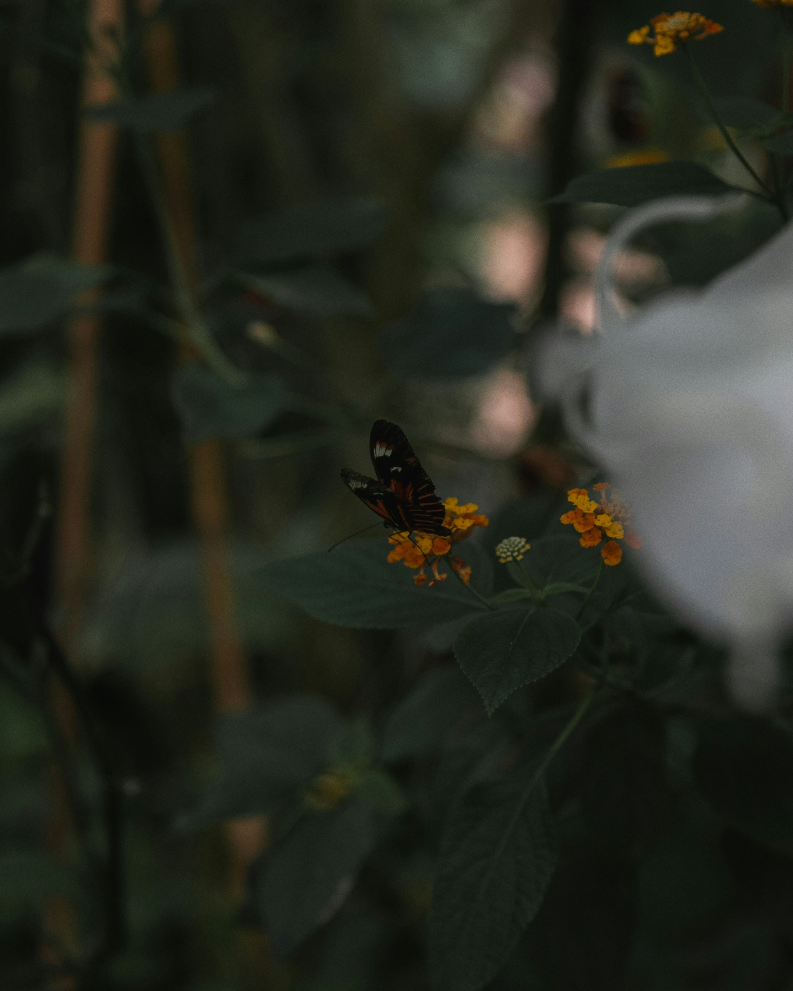Whispered Light: a butterfly alights on amber blossoms in a shadowed garden