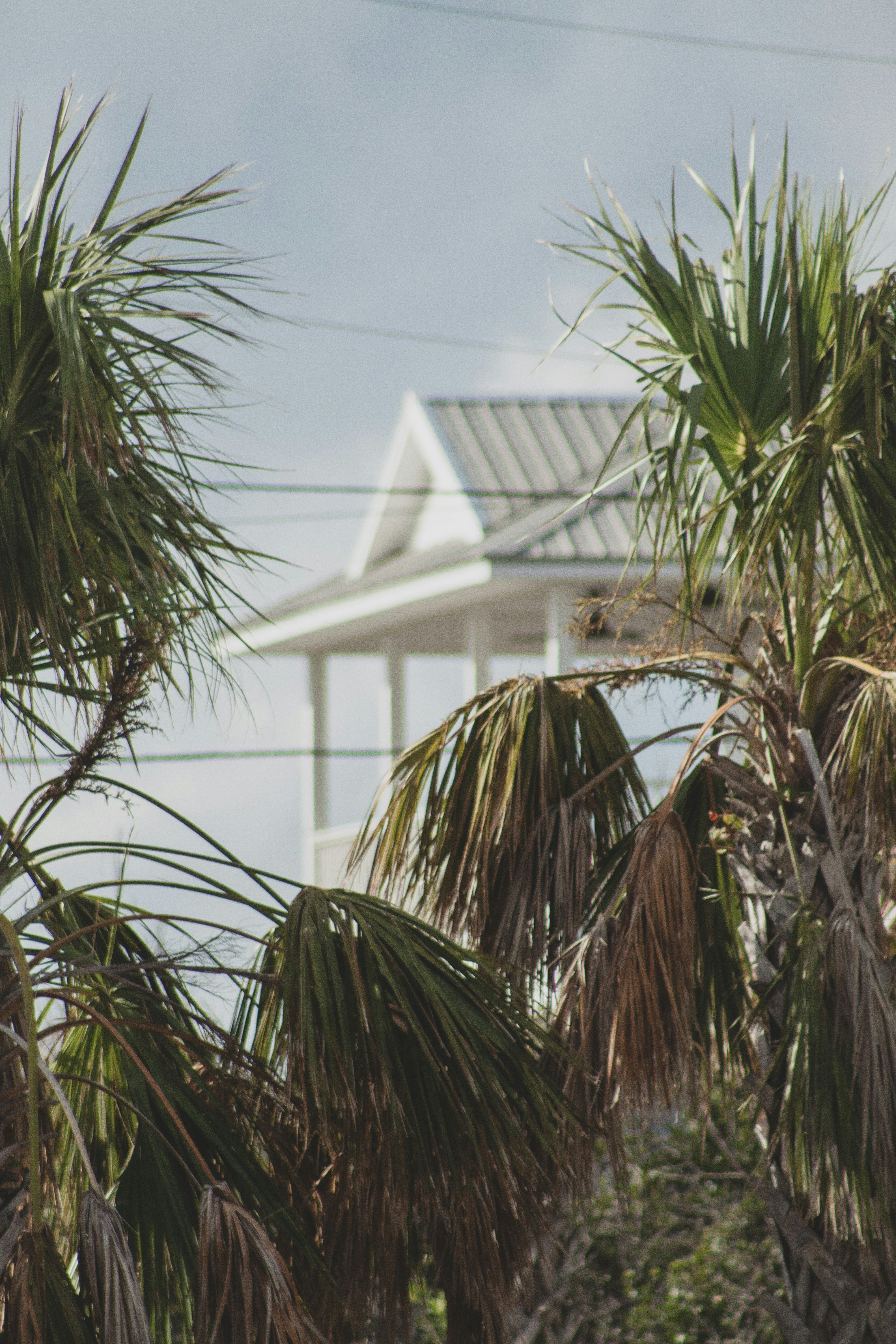 Horizon House Framed by Palm Fronds