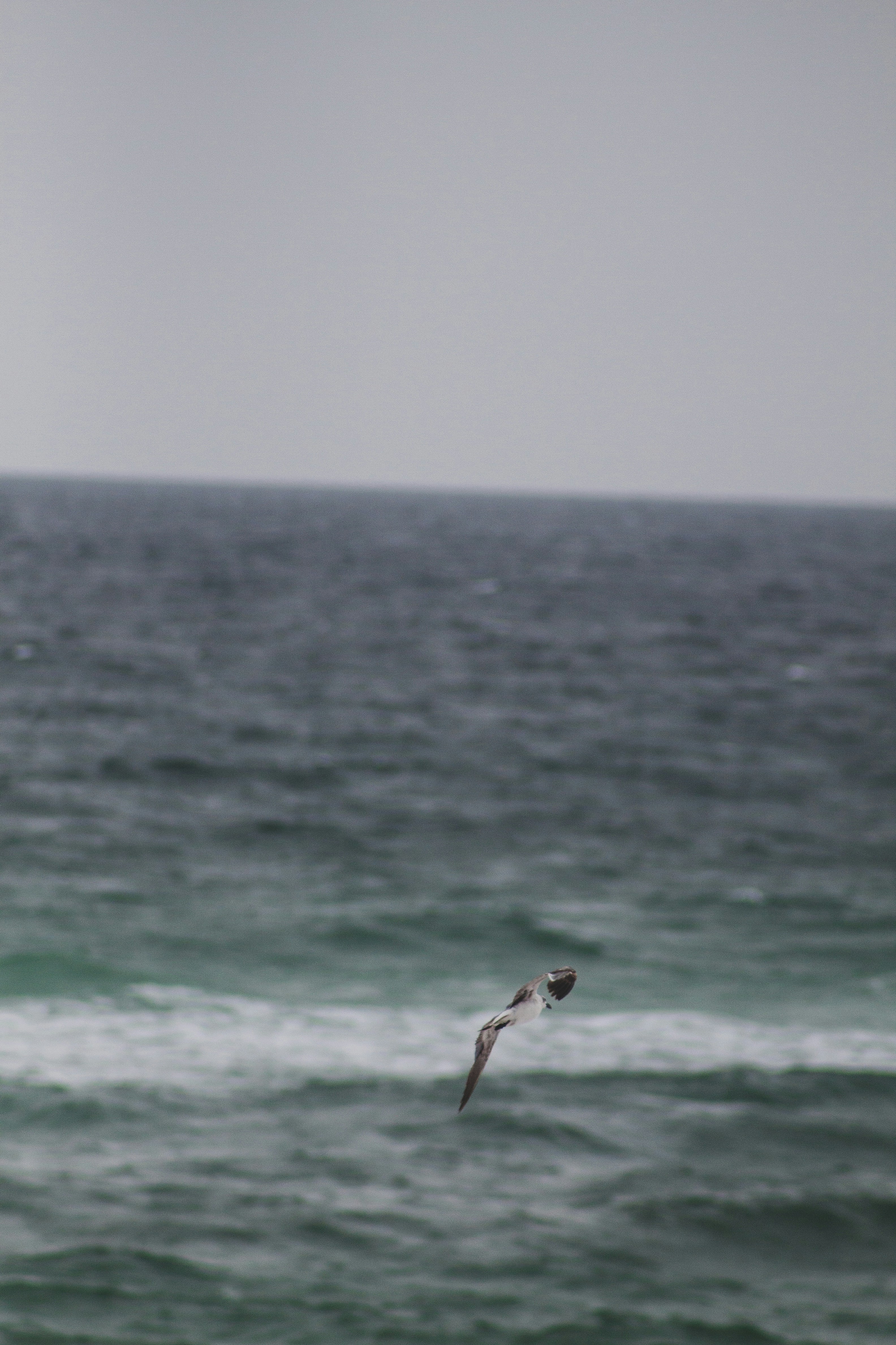 Low Glide Over Open Swell: A Seagull Skims the Sea