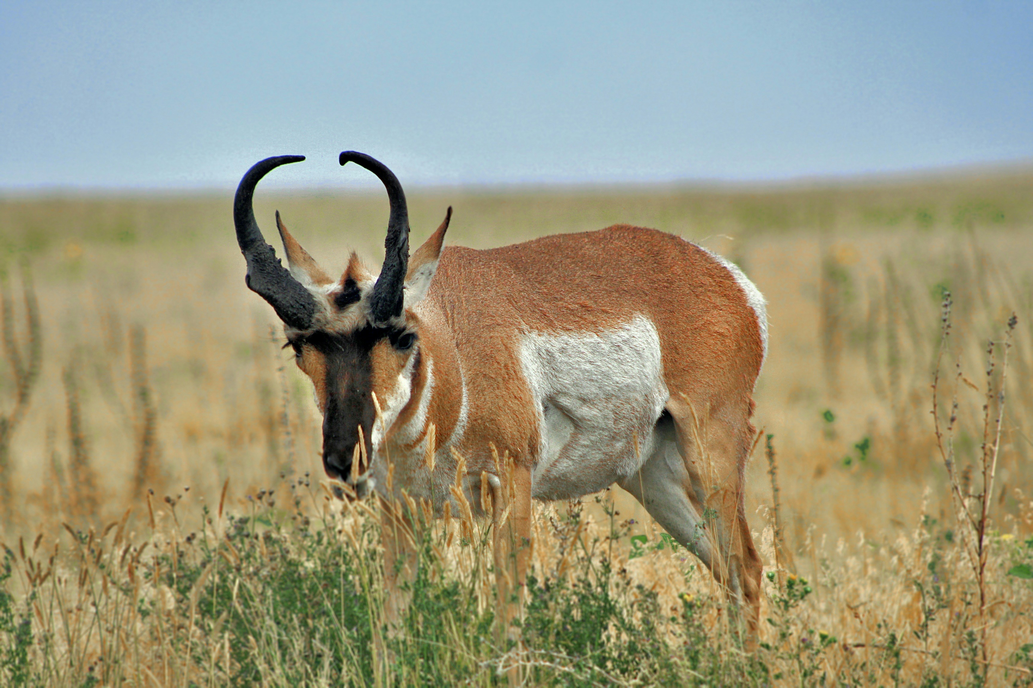 brown and white pronghorn