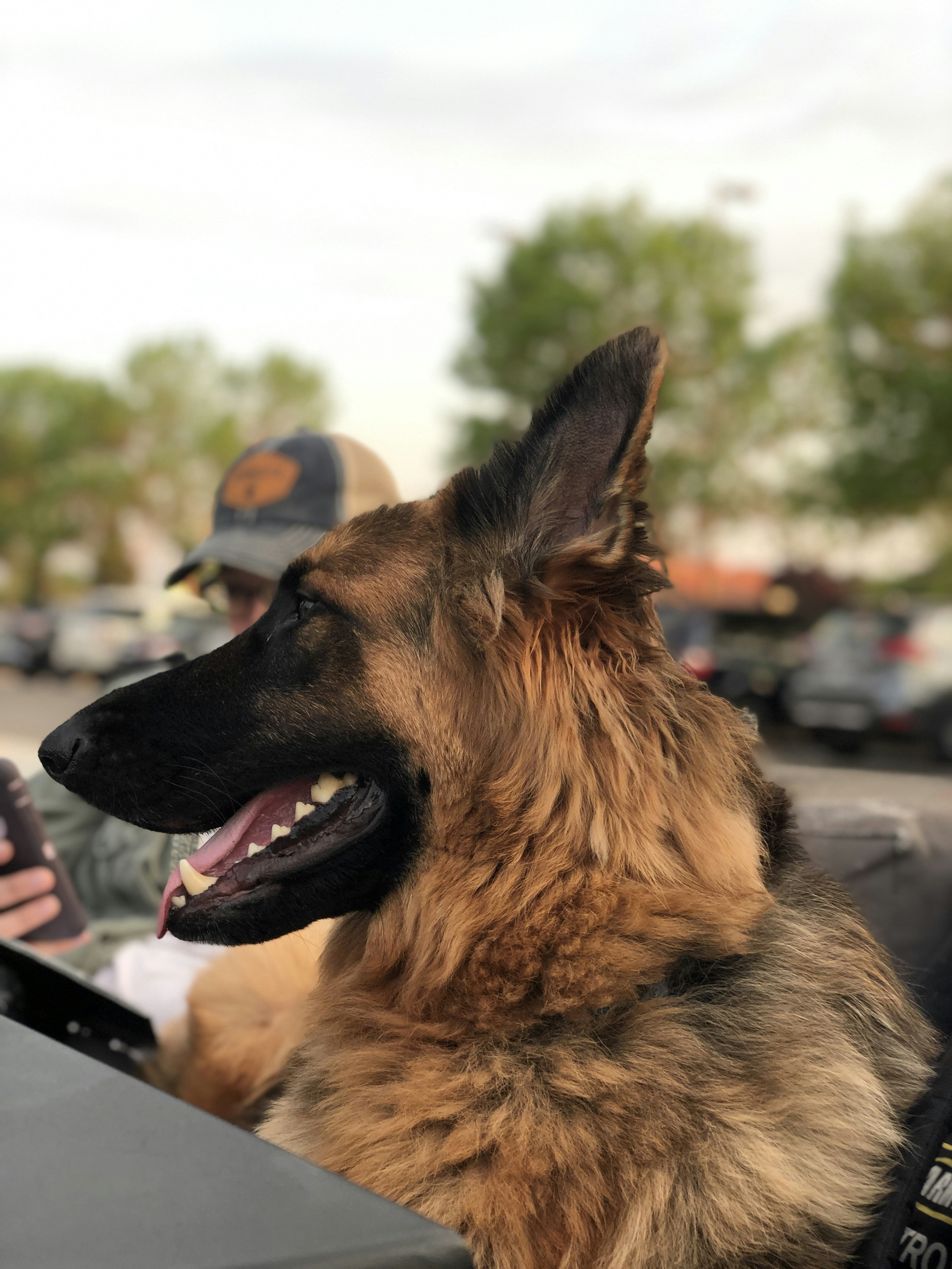 German Shepherd at a sunny outdoor gathering, mouth open in mid-joy