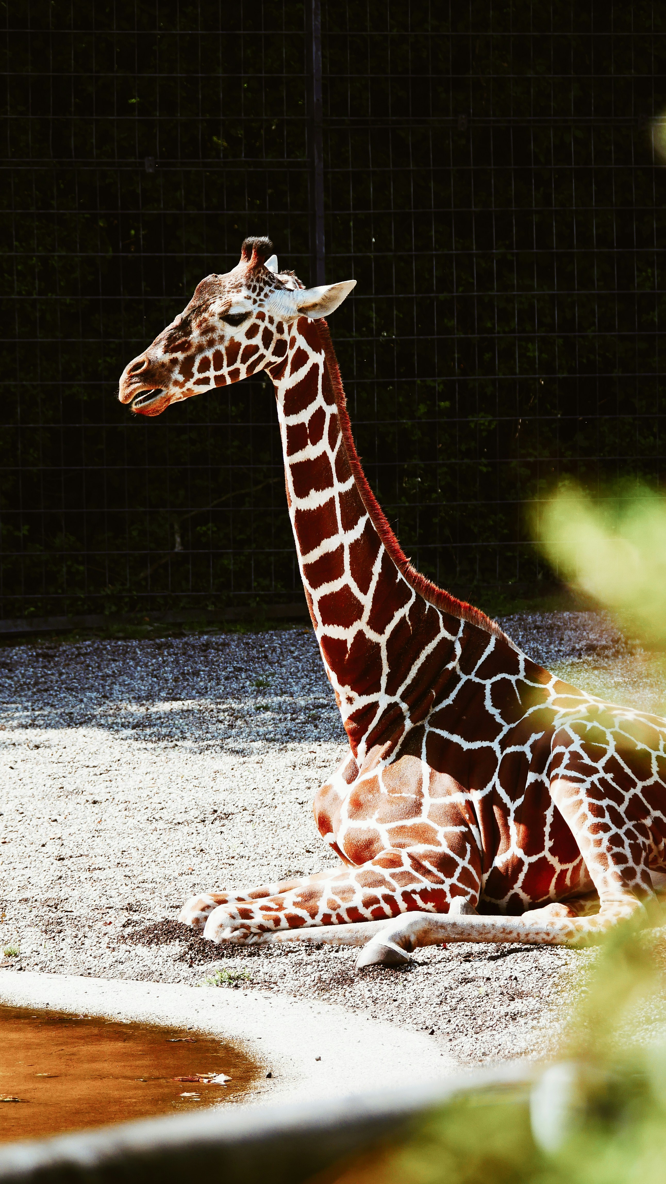 Photograph of a giraffe lying on gravel beside a small pool. A dark mesh fence forms the backdrop, while warm sunlight highlights its striking coat.