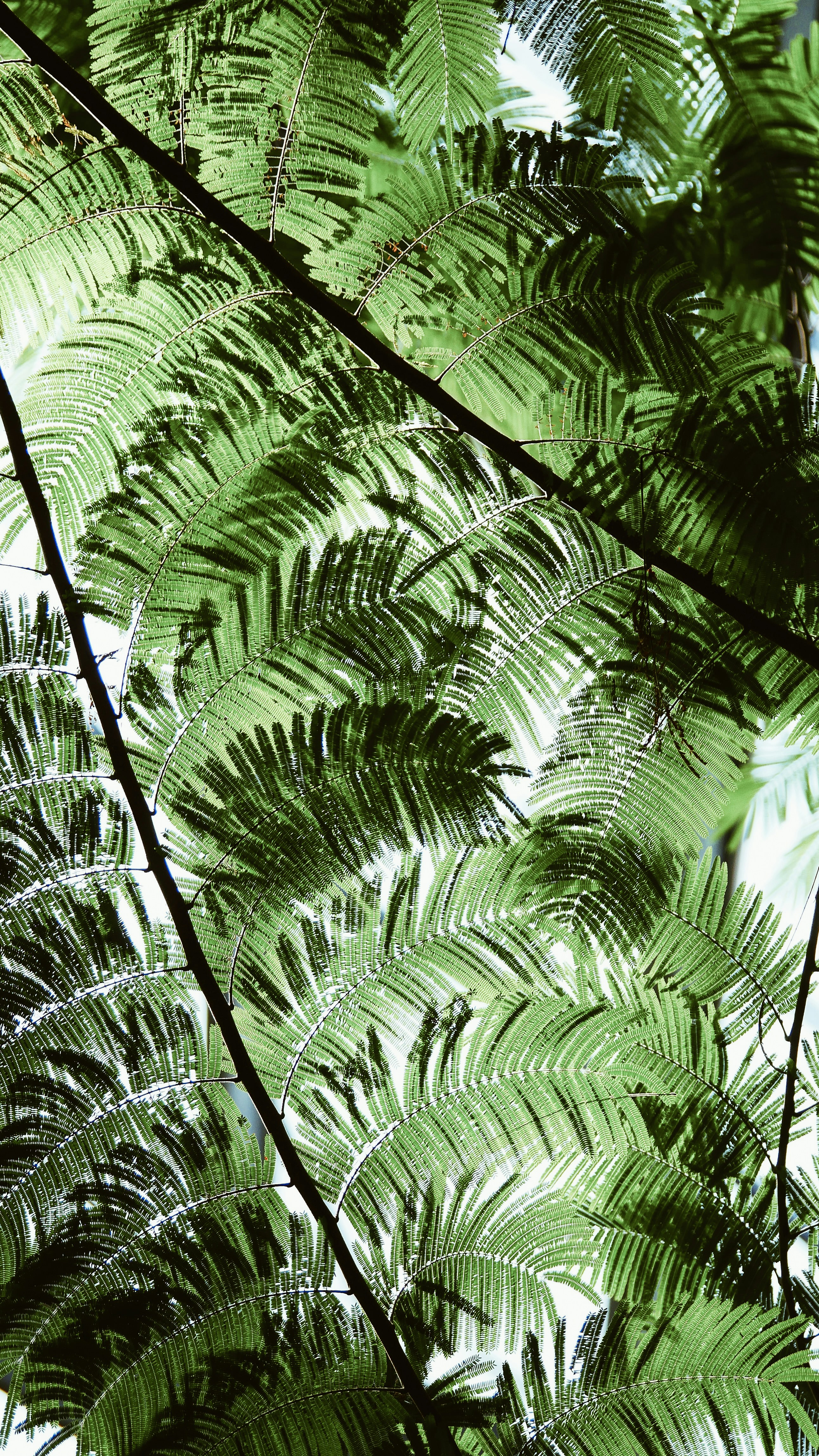Intricate patterns of fern leaves create a vibrant green canopy, illuminated by diffused light. The composition highlights the delicate textures and shapes of the foliage.