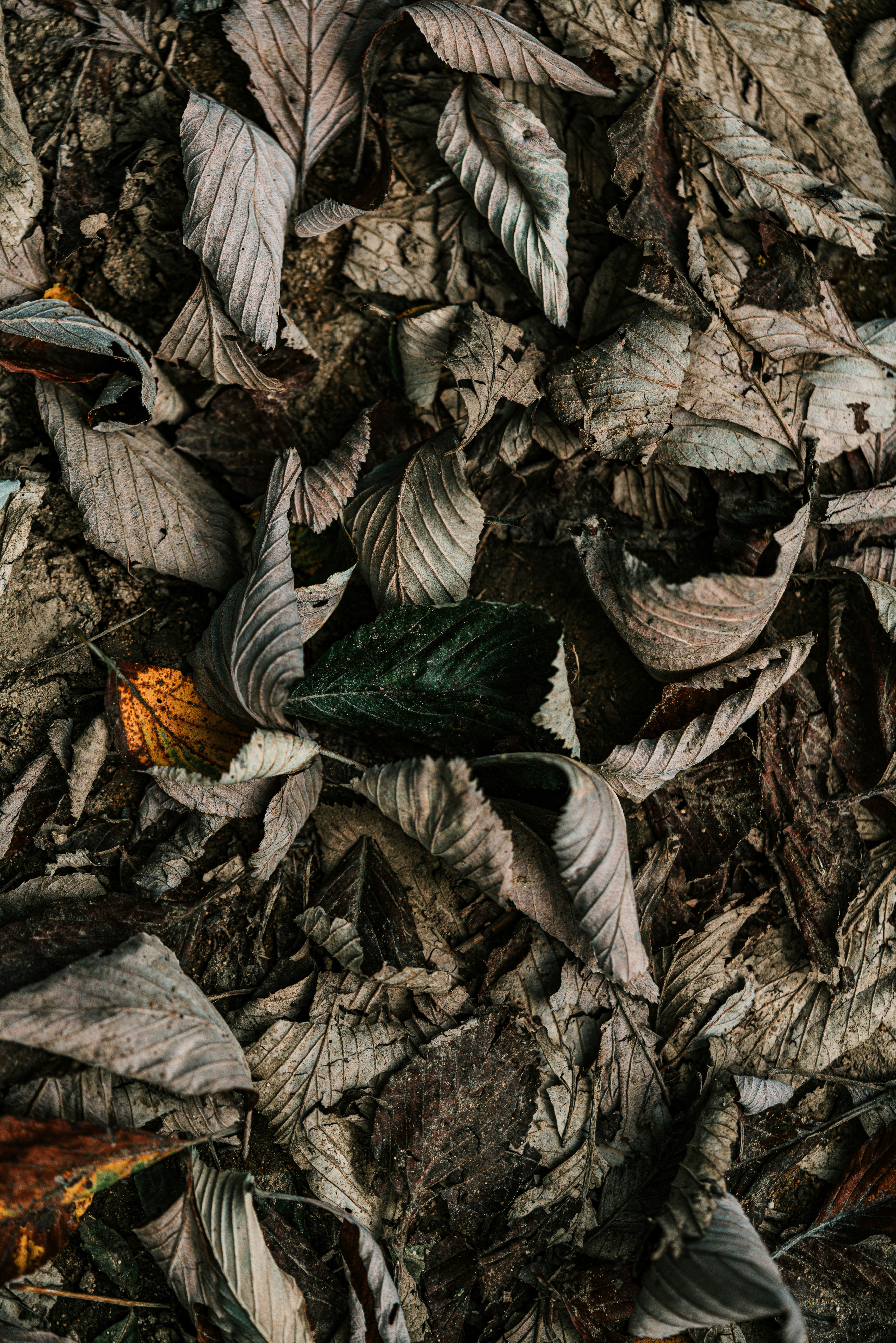 Autumn Floor: A Quiet Tumble of Faded Leaves