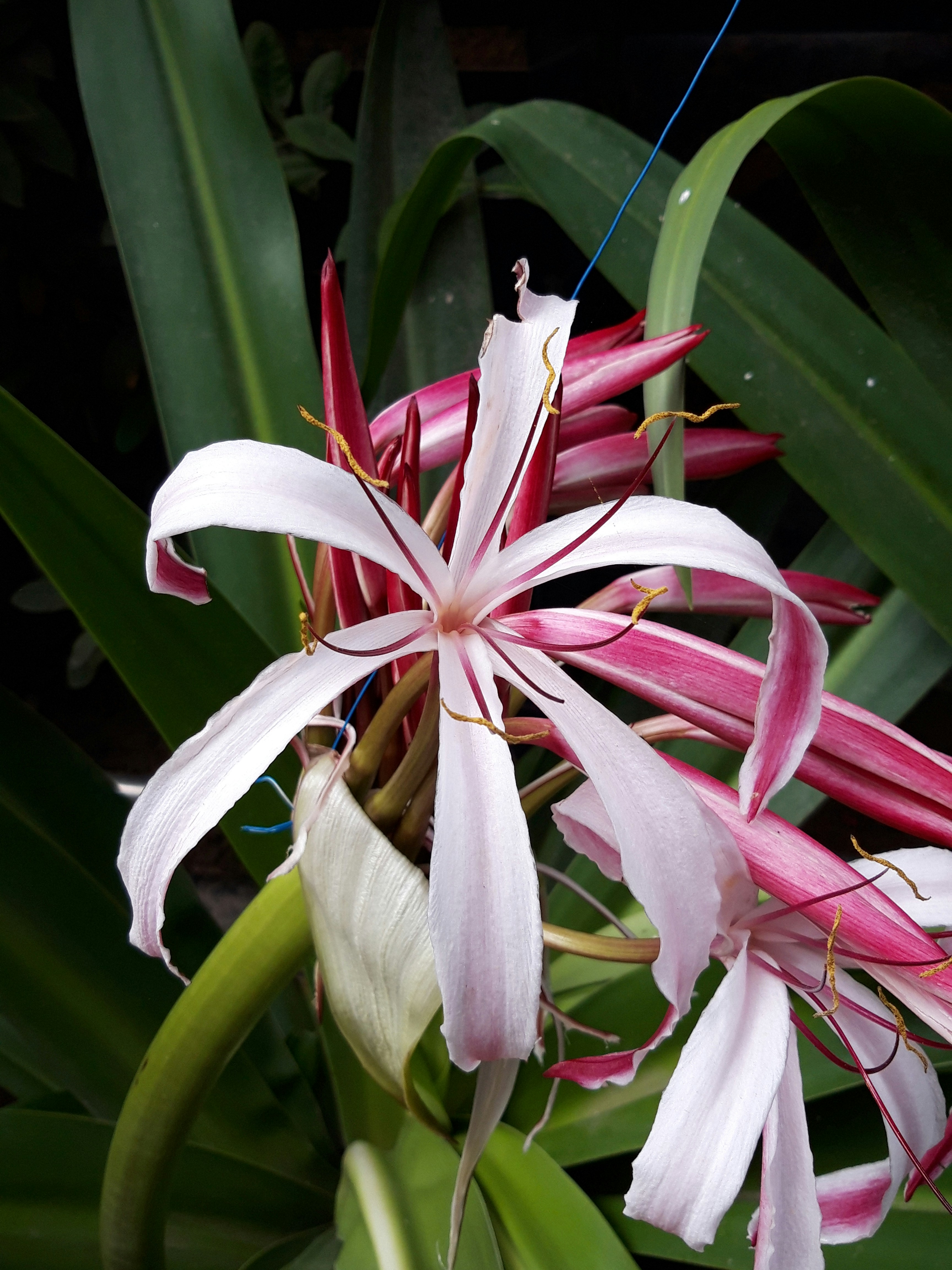 Samsung Galaxy A6 Sample Shots