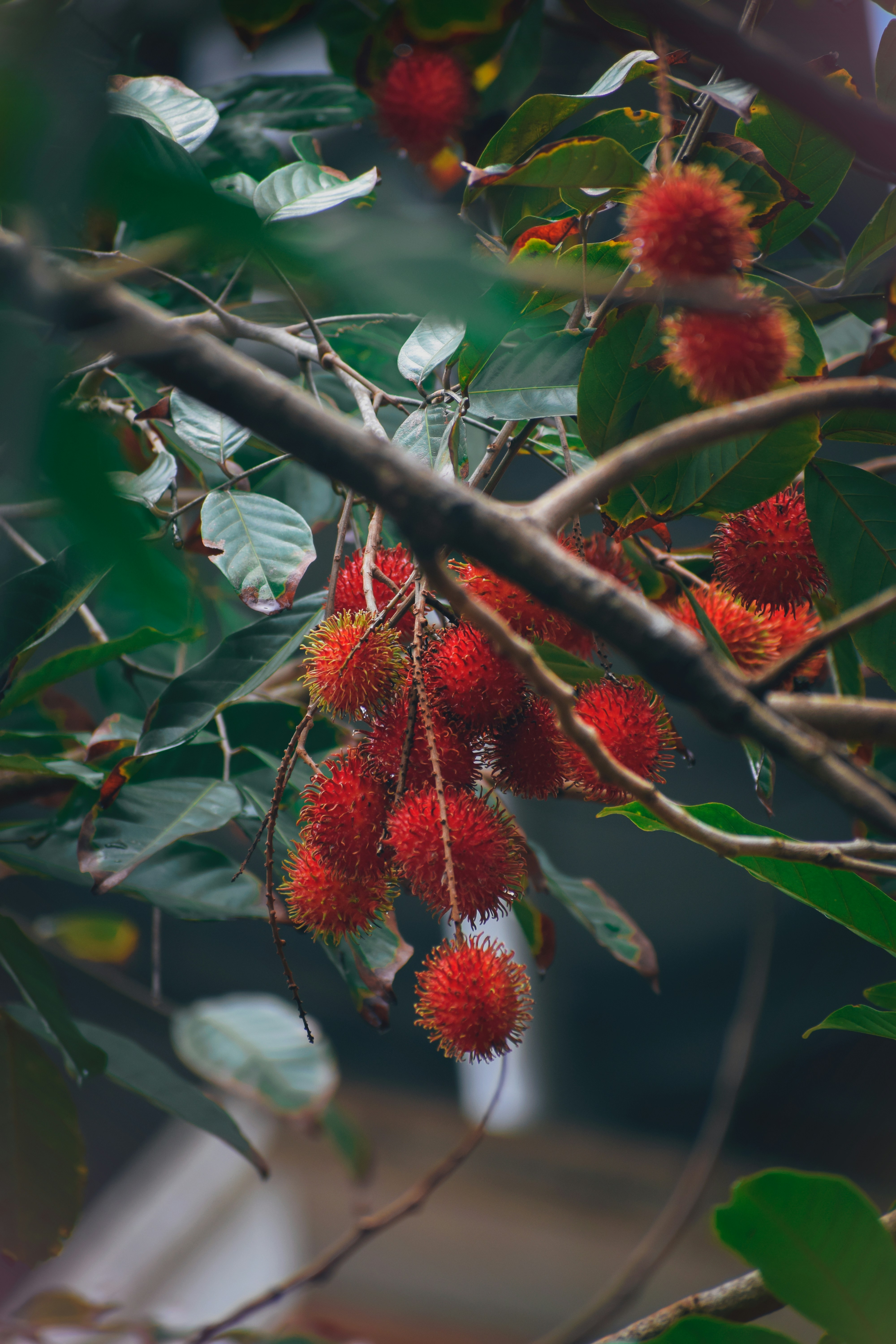 red rambutan