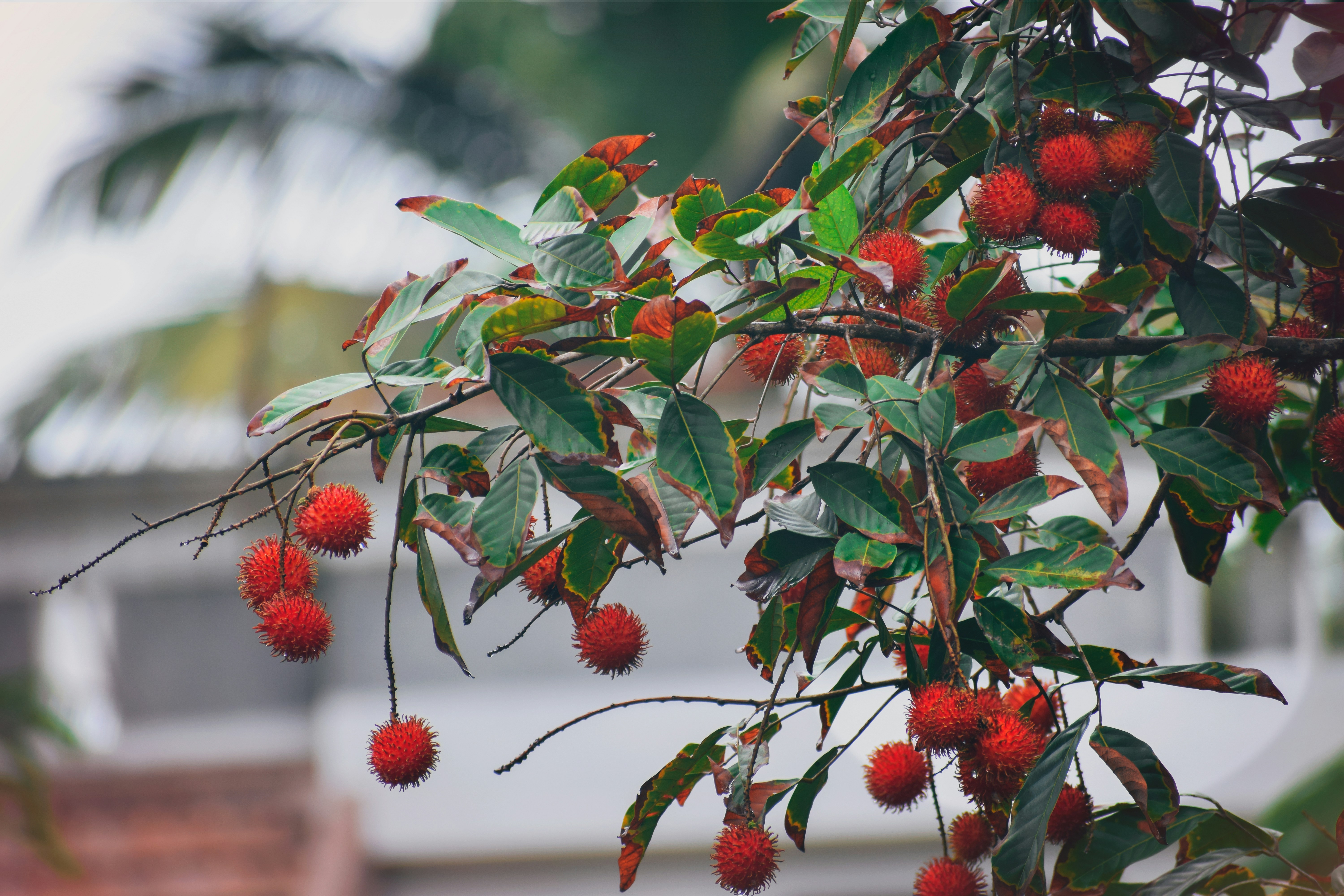 Crimson Pom-Poms on a Branch, Blurred Urban Backdrop