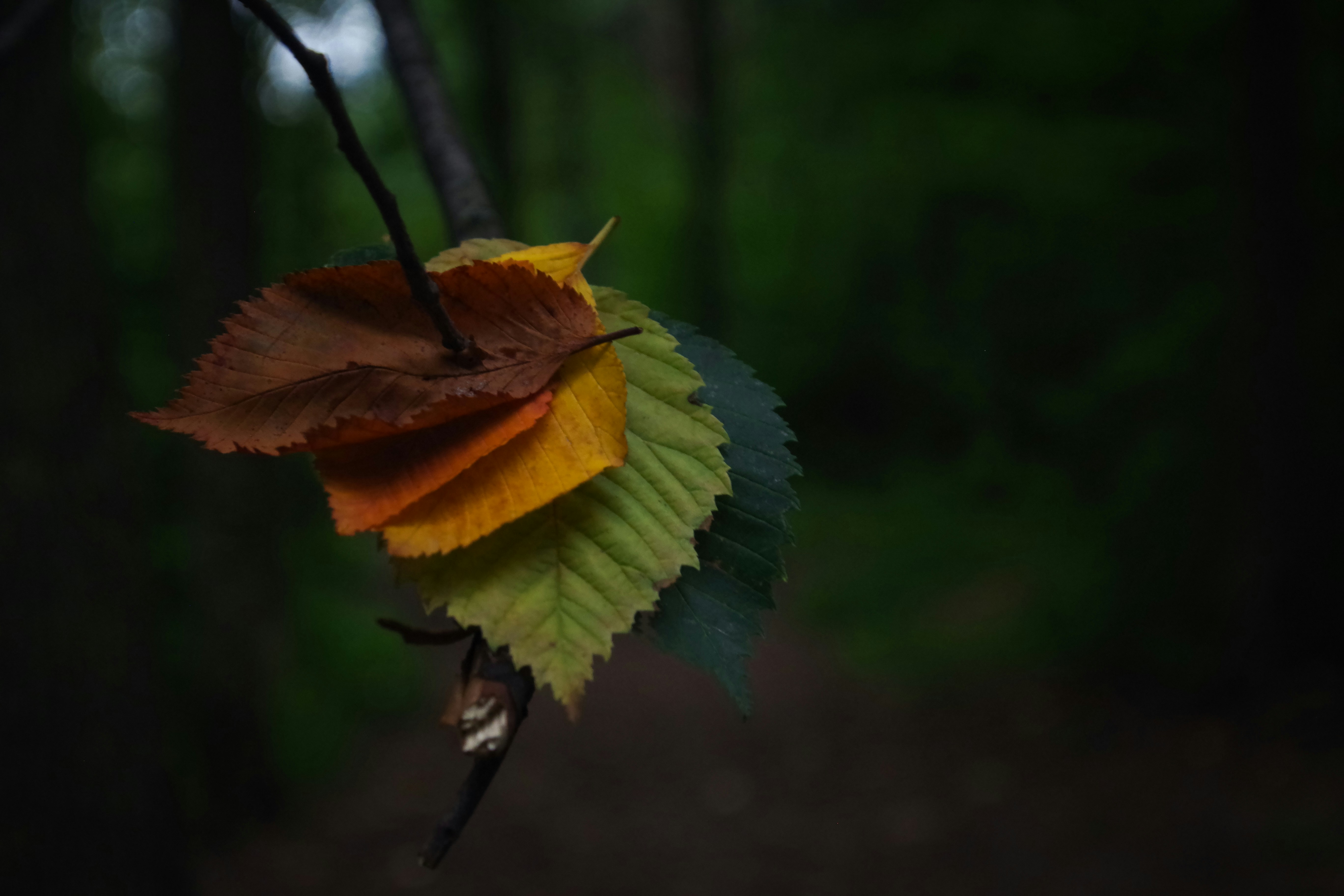Autumn Leaf Cascade on a Dim Forest Path