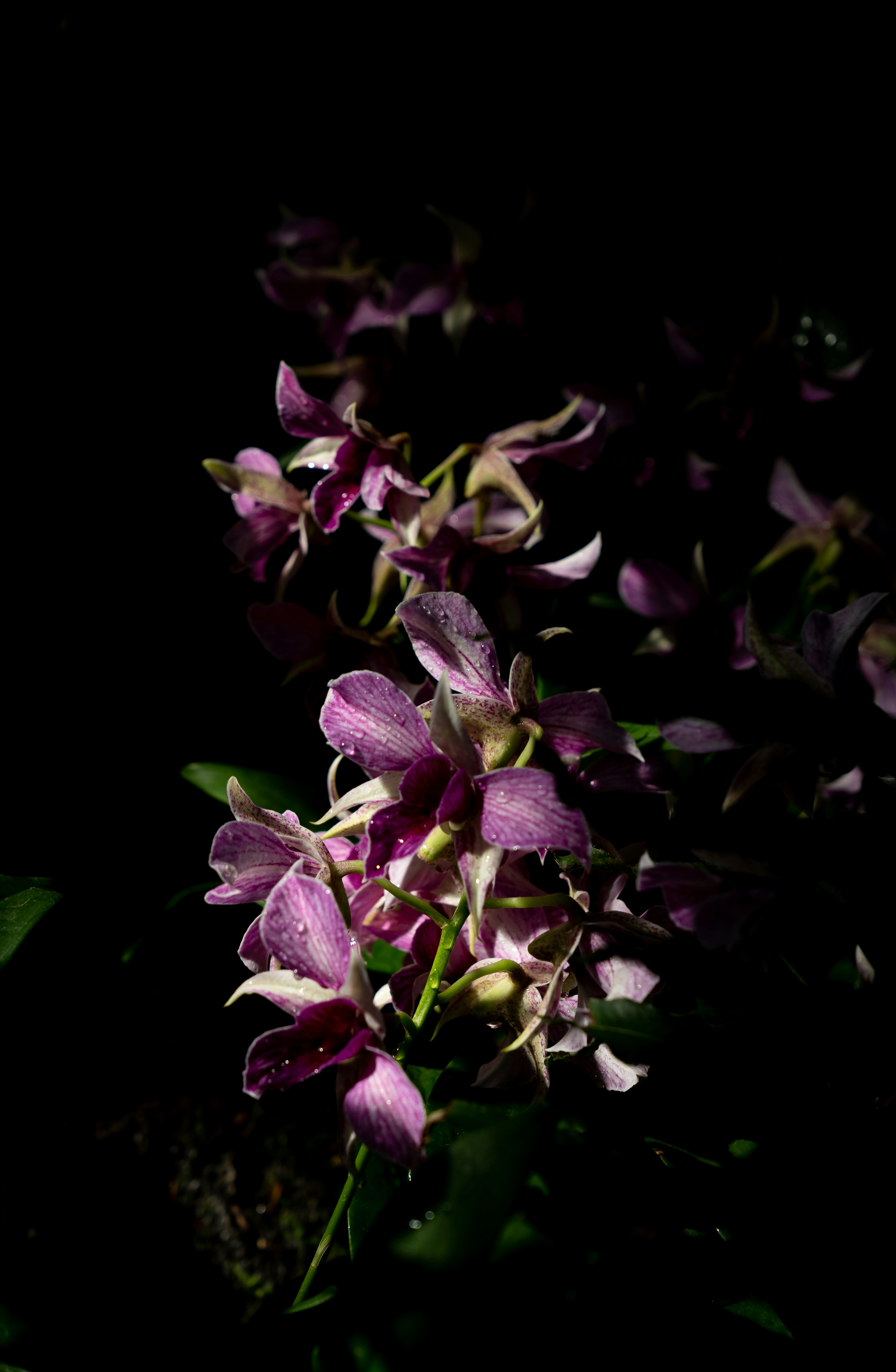 Moonlit Violet Cluster: A Quiet Study in Light, Texture, and Shadow