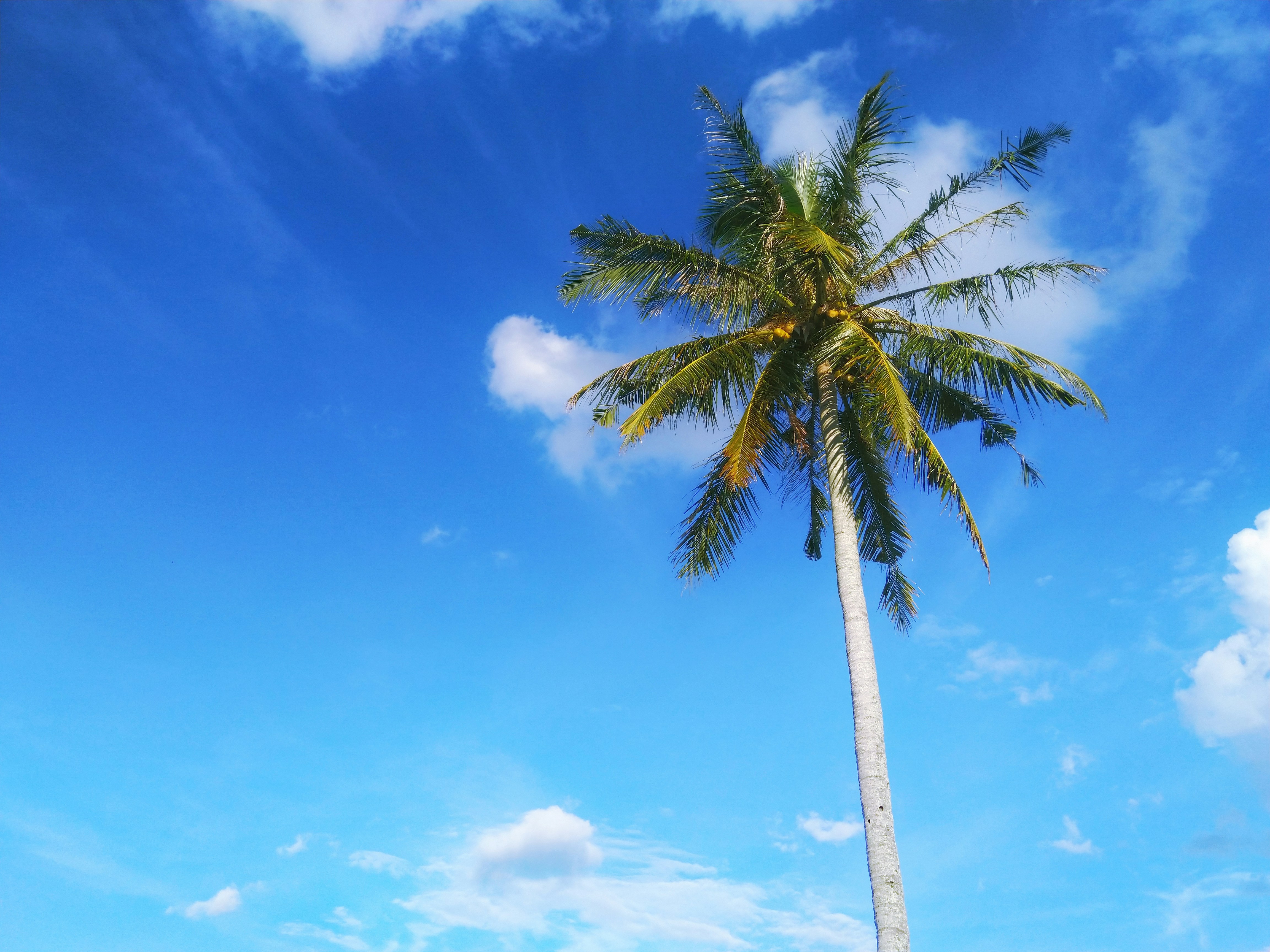 Lone palm tree reaching towards a vibrant blue sky dotted with fluffy clouds.