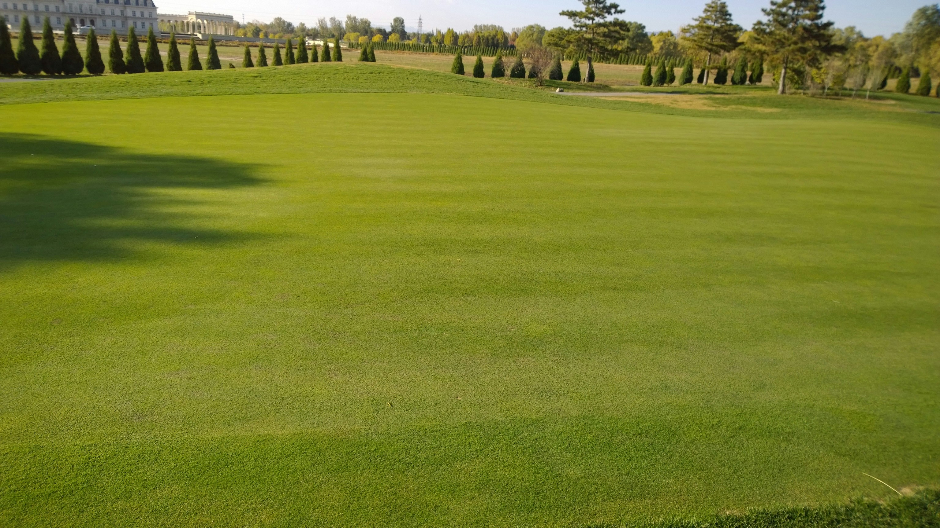 Expansive manicured lawn with perfectly striped grass under a clear blue sky, framed by neatly trimmed conifer trees.