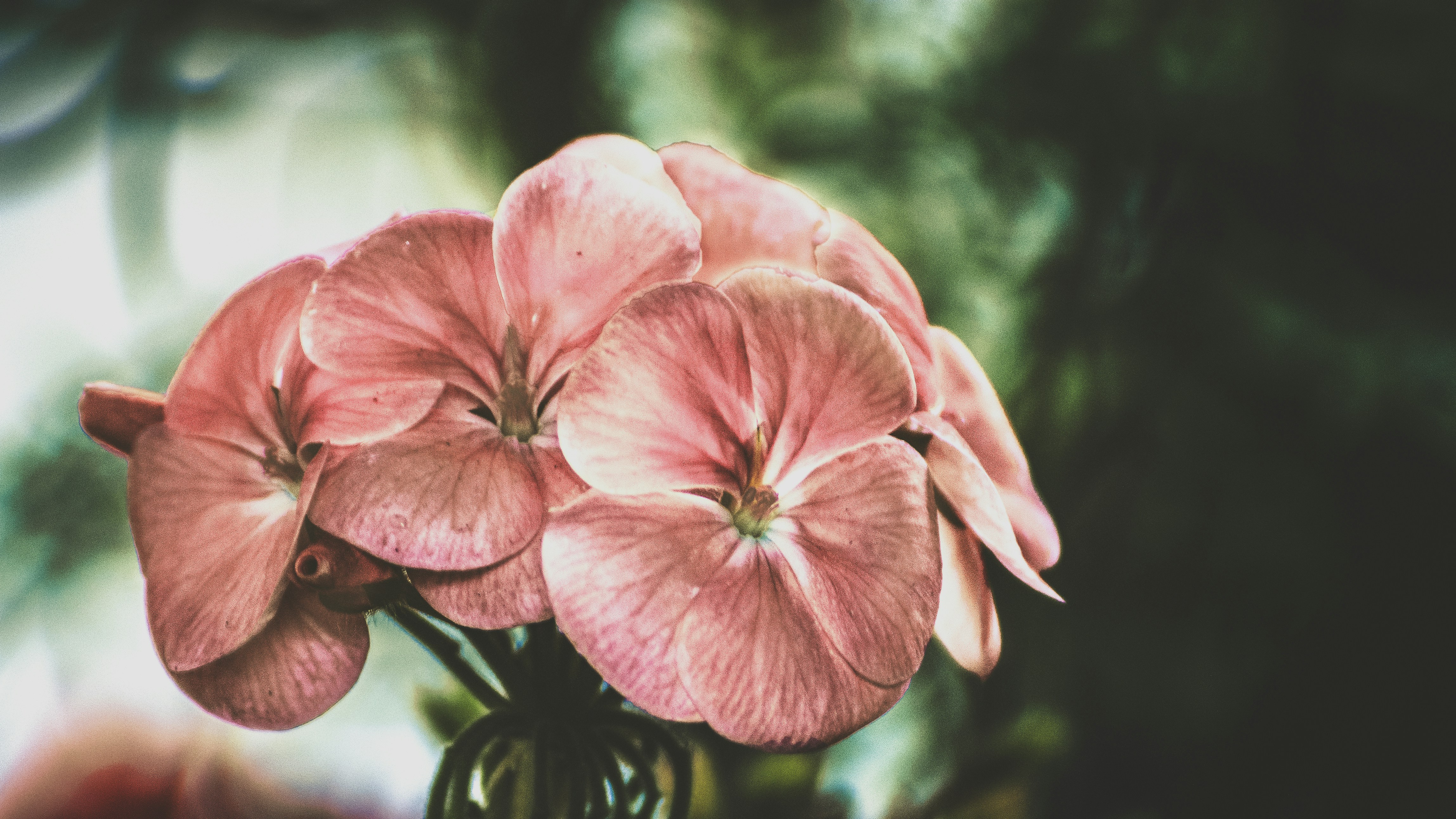 Delicate pink flowers cluster together, showcasing their intricate textures against a softly blurred background.