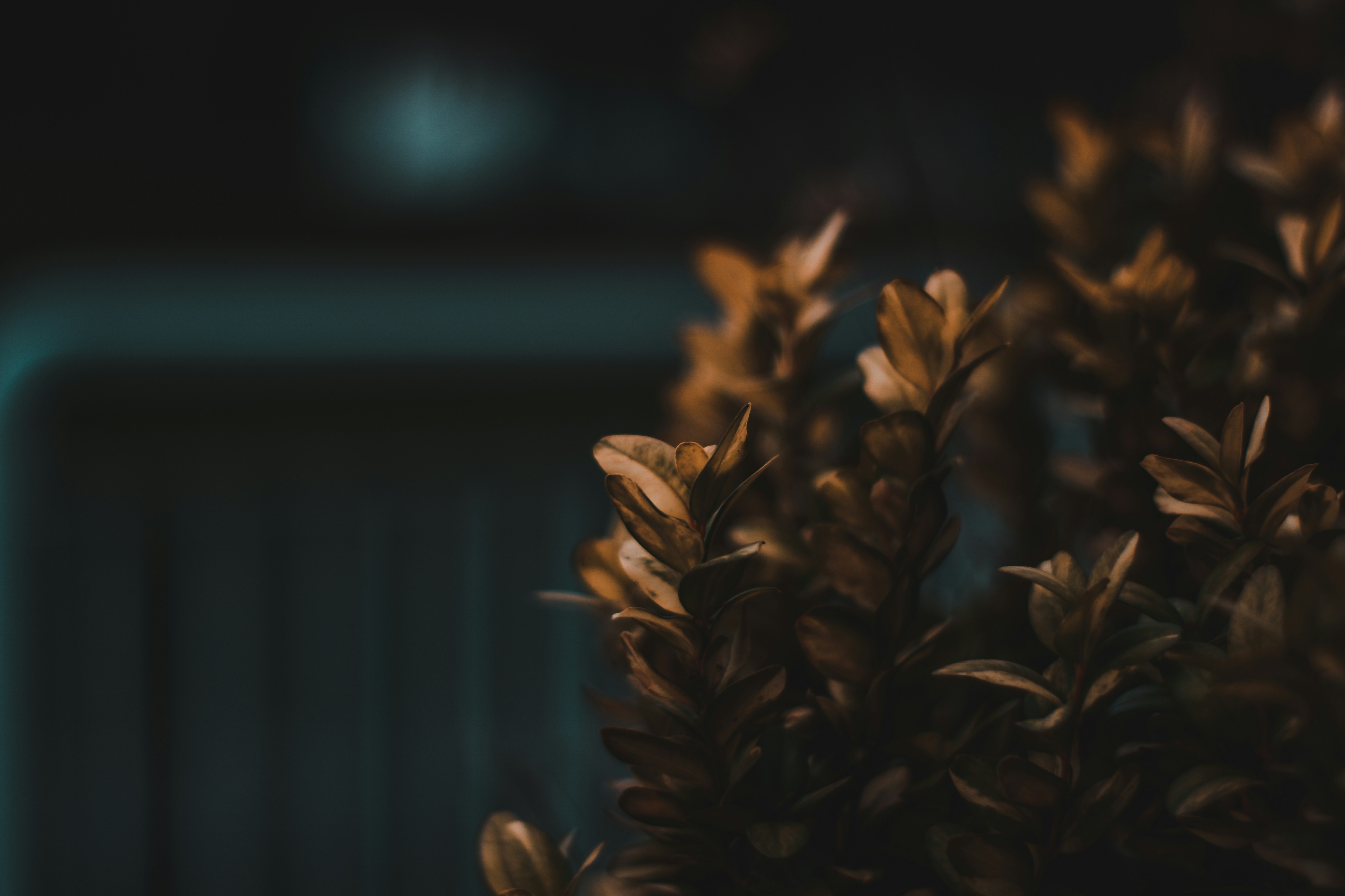 A close up of a plant with a blurry background photo – Free Flower ...