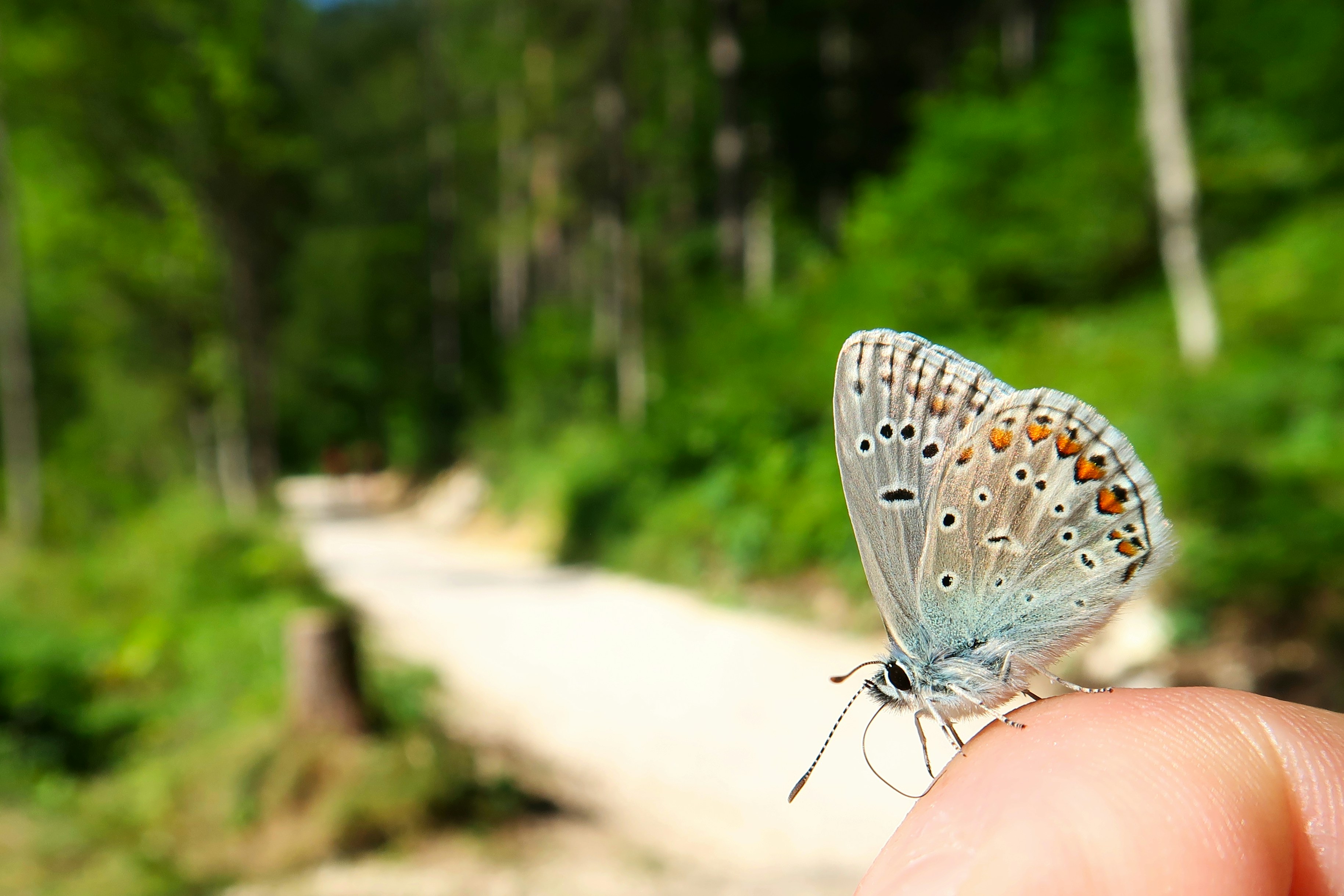 Blue-spot Butterfly on a Fingertip: A Moment Along the Woodland Path